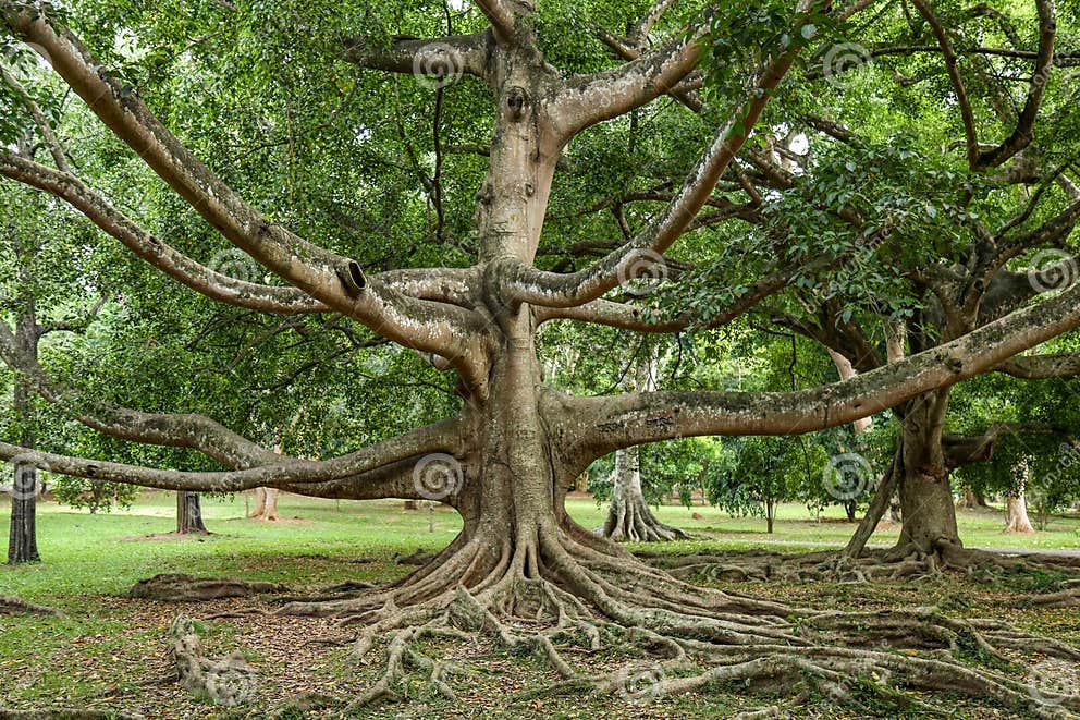 Majestic Tree with Exposed Roots in a Green Park Stock Image - Image of ...