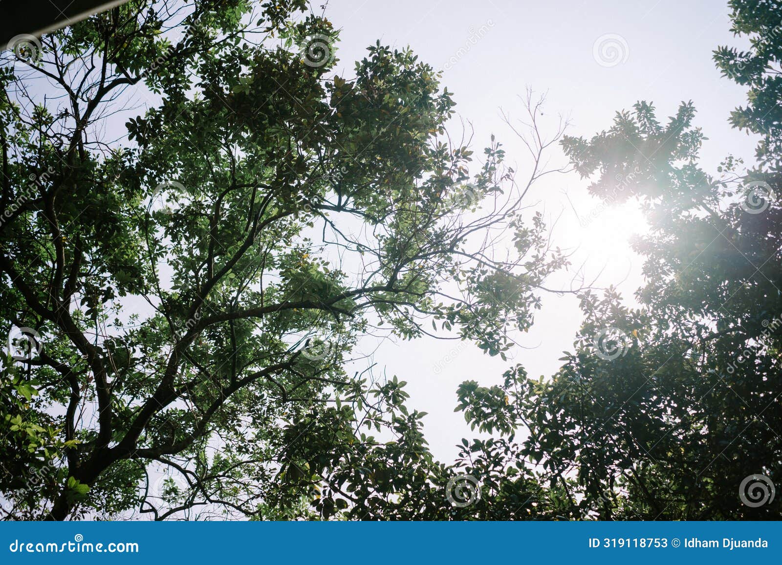 Large Tree Facing Directly Towards the Sun Stock Image - Image of ...