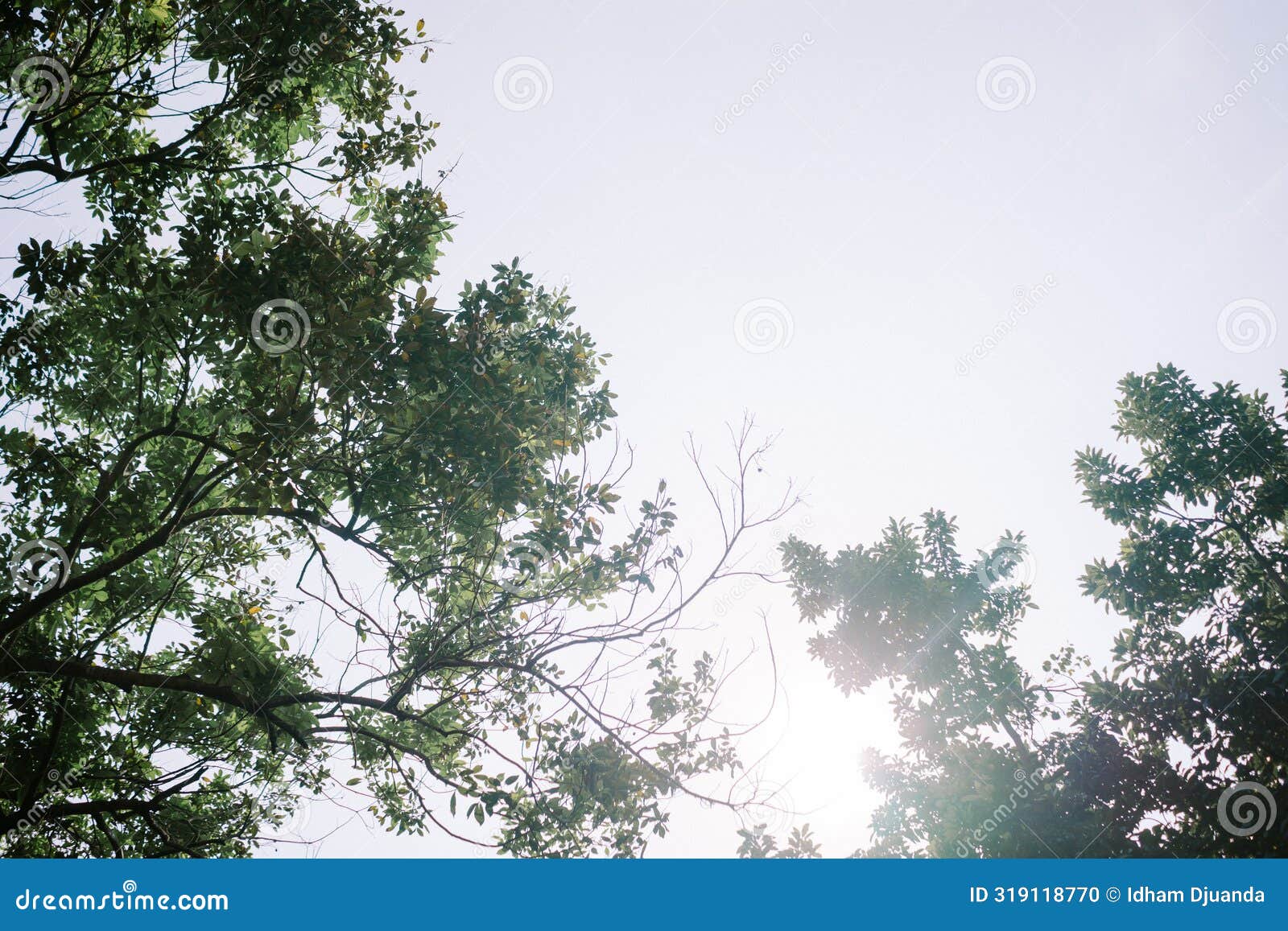 Large Tree Facing Directly Towards the Sun Stock Photo - Image of ...