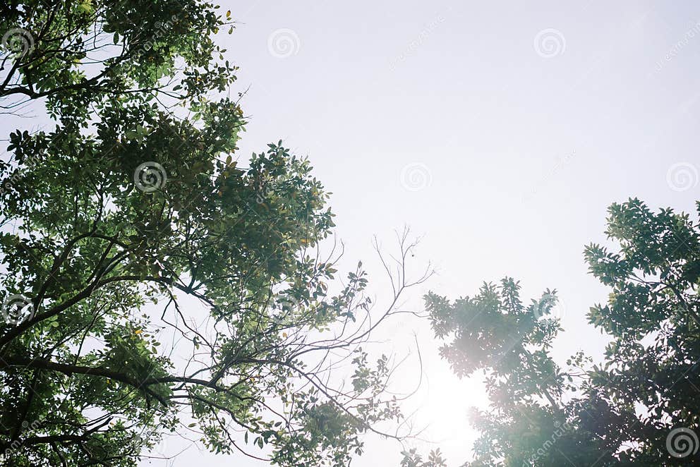Large Tree Facing Directly Towards the Sun Stock Photo - Image of ...