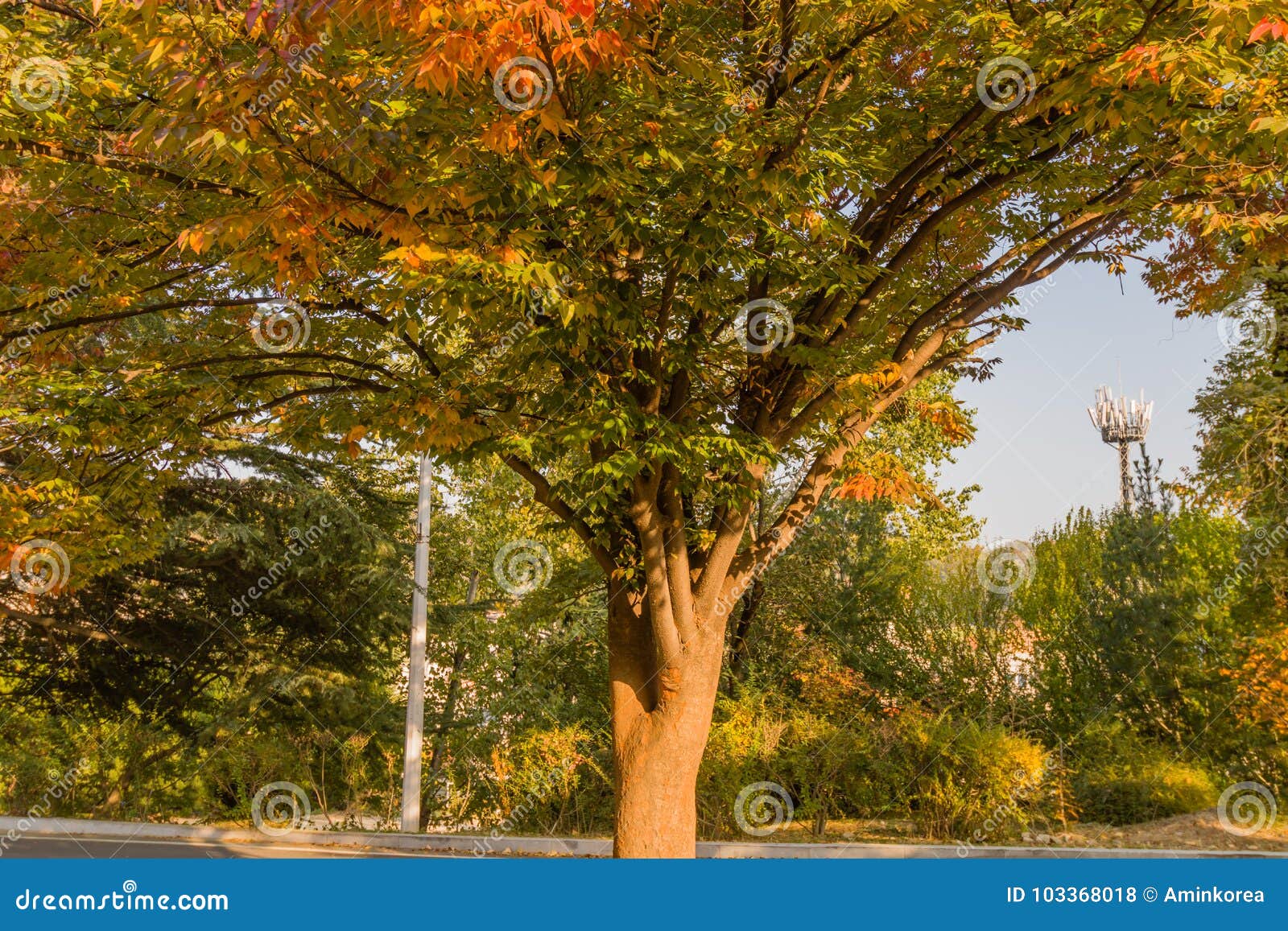 Large Tree in Fall Colors Next To a Paved Road Stock Photo - Image of ...