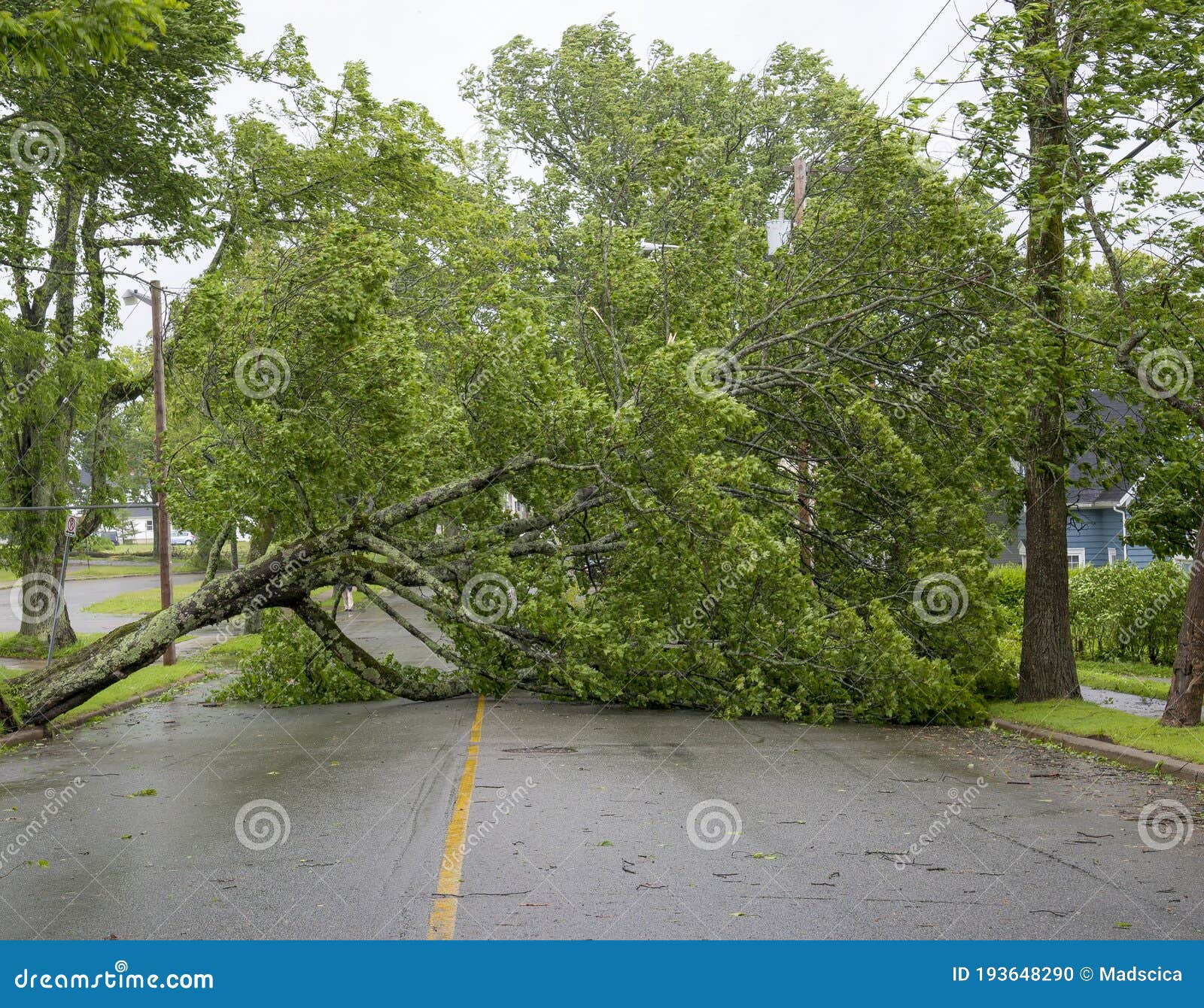Large Tree Fallen Across a Road Stock Photo - Image of damage, street ... Large Tree Fallen Across a Road Stock Photo - Image of damage, street ...