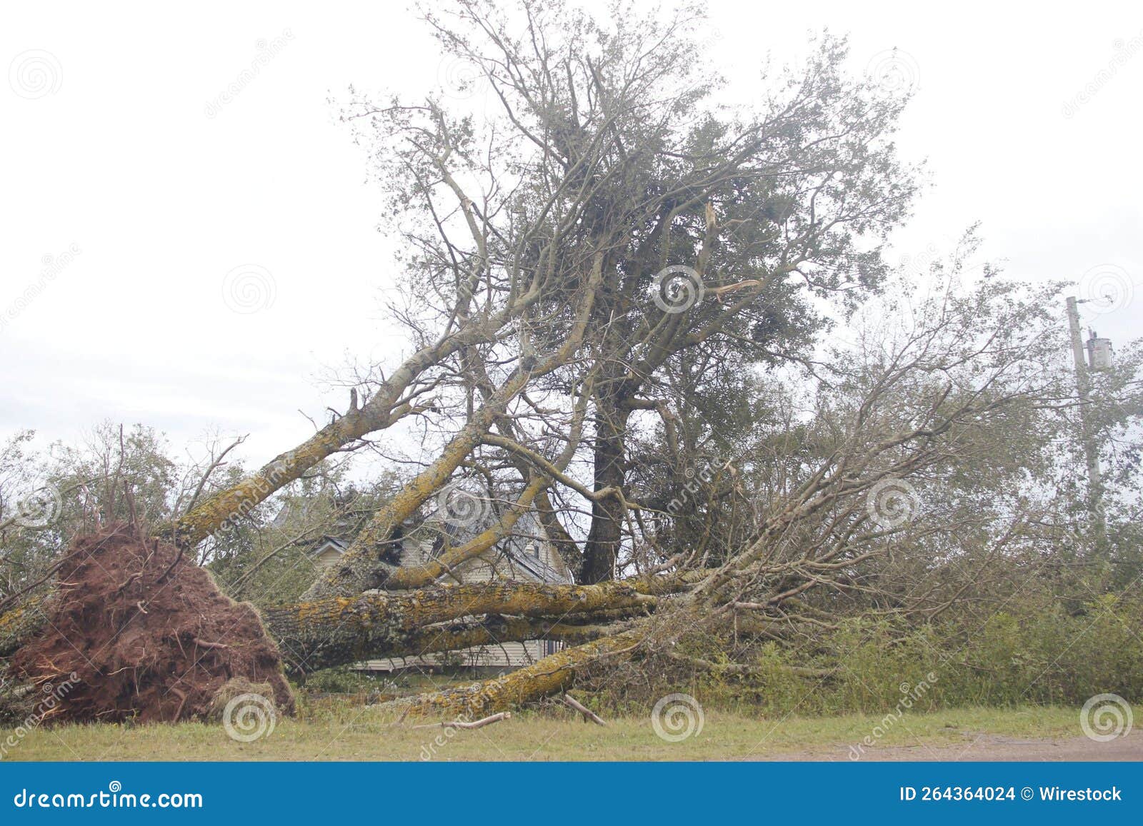 Large Tree Fallen Down in a Field Next To a Road Stock Photo - Image of ...
