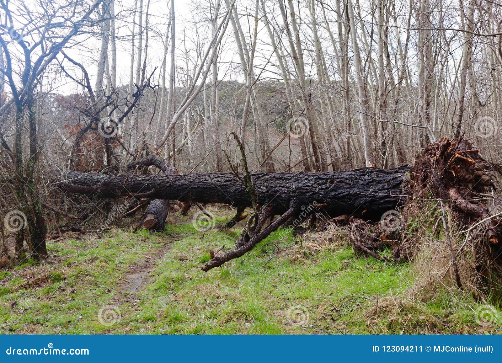 Large Tree Fallen in Forest Stock Image - Image of fallen, green: 123094211