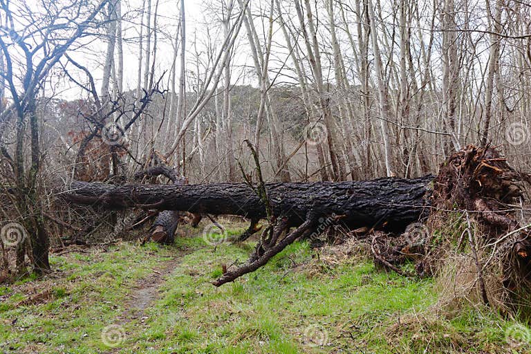 Large Tree Fallen in Forest Stock Image - Image of fallen, green: 123094211