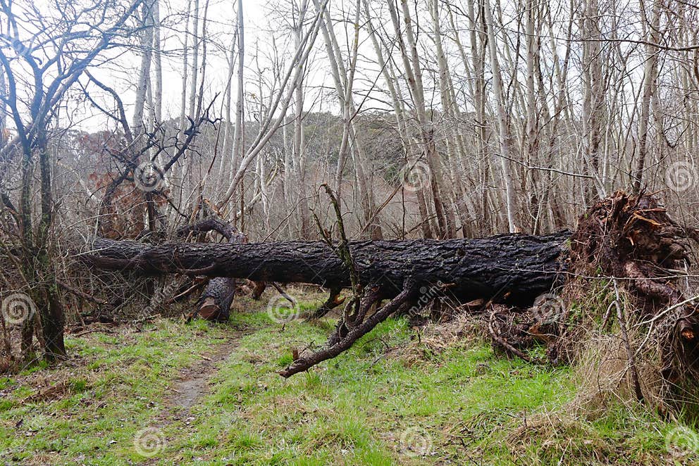 Large Tree Fallen in Forest Stock Image - Image of fallen, green: 123094211