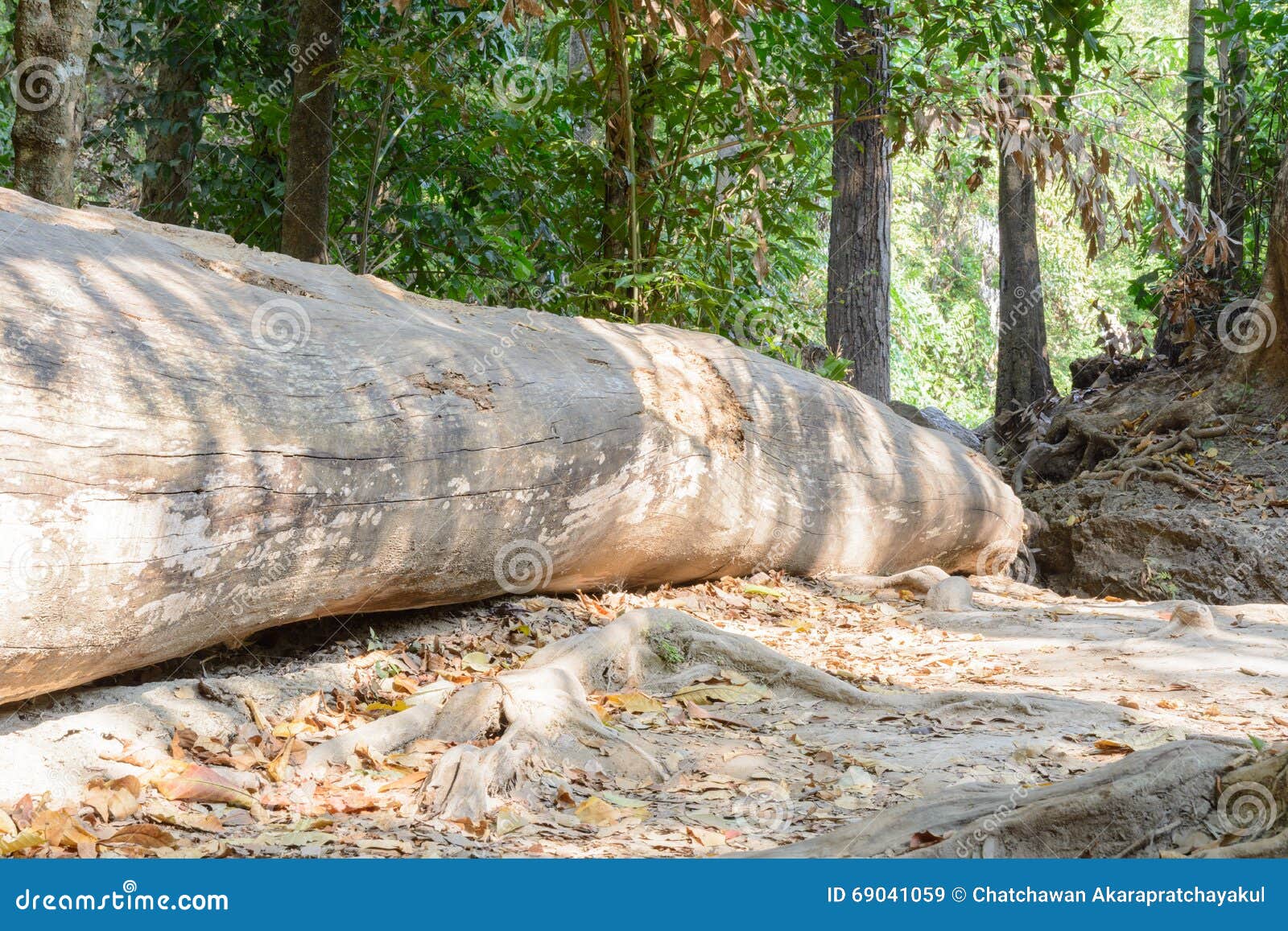 A Large Tree Fallen in Forest Stock Image - Image of stream, green ...