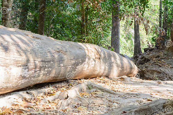 A Large Tree Fallen in Forest Stock Image - Image of stream, green ...