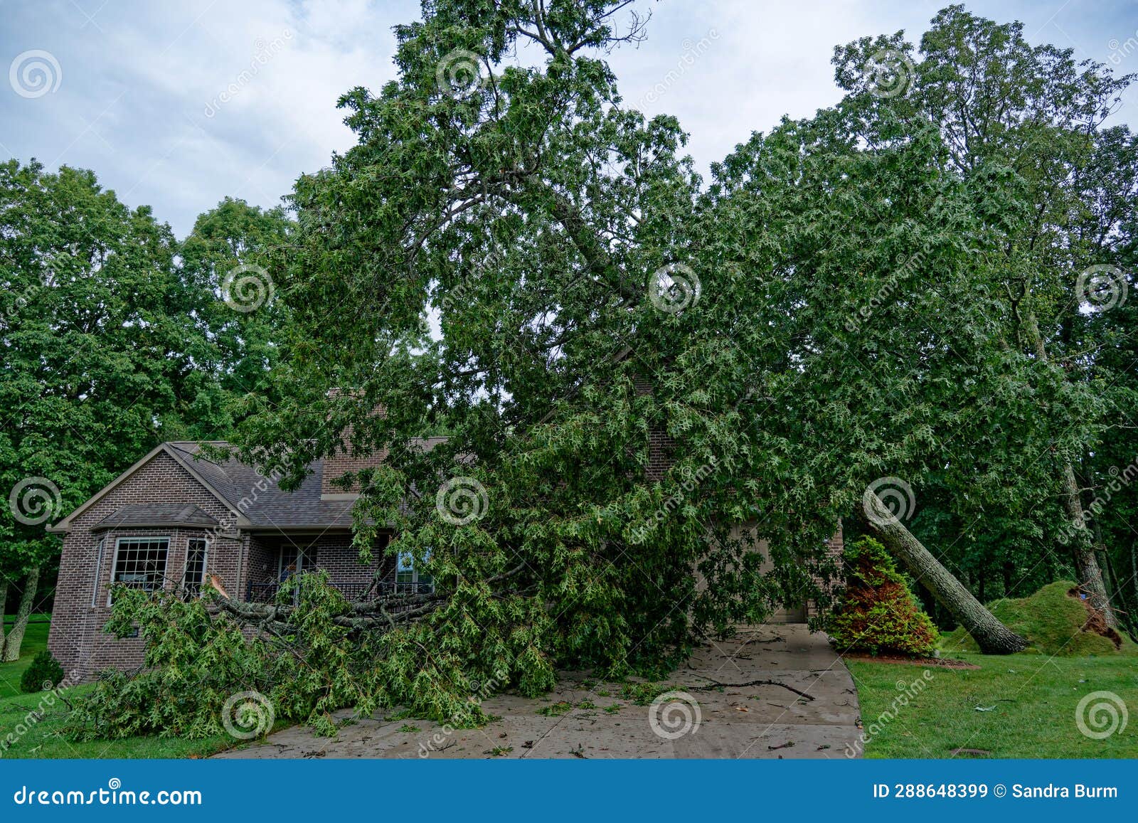 Large Tree Fallen on a House Stock Image - Image of safety, limb: 288648399