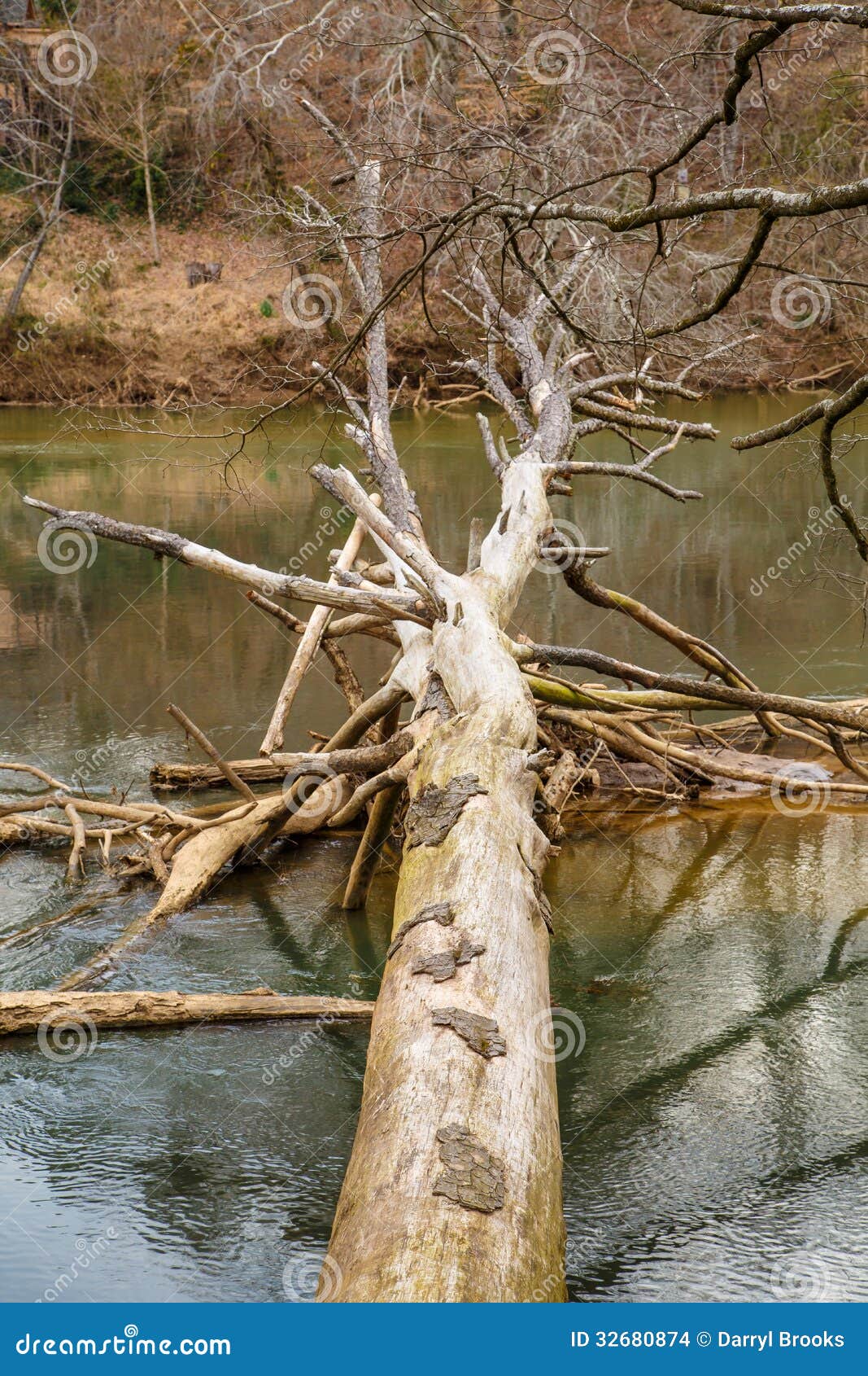Large Tree Fallen Into River Stock Photography | CartoonDealer.com ...