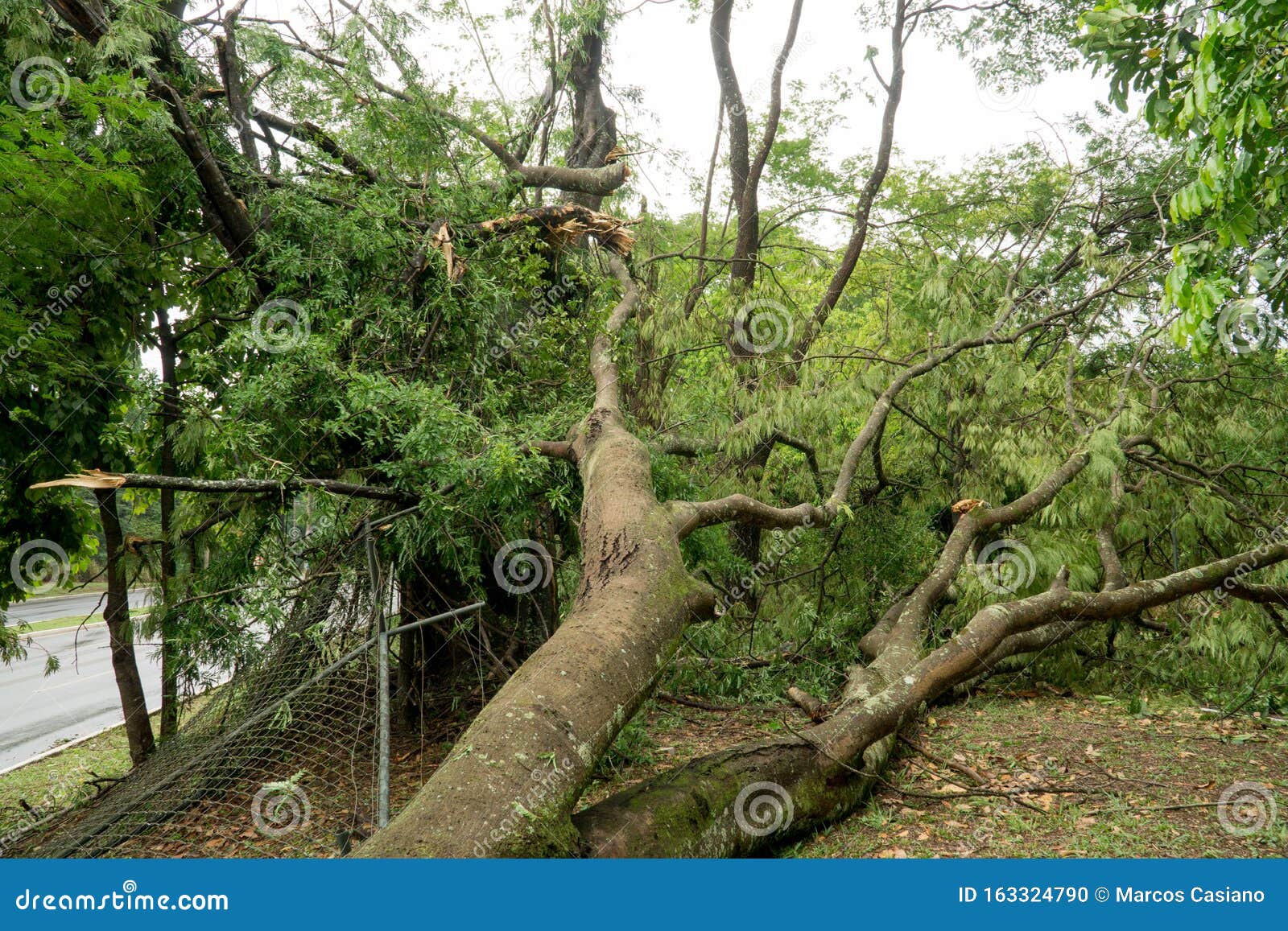 A Large Tree that Fell Over during a Thunder Storm Editorial Image ...