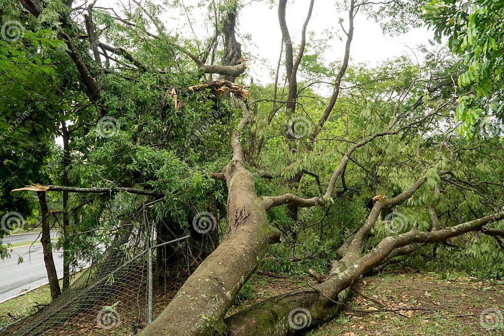 A Large Tree that Fell Over during a Thunder Storm Editorial Image ...