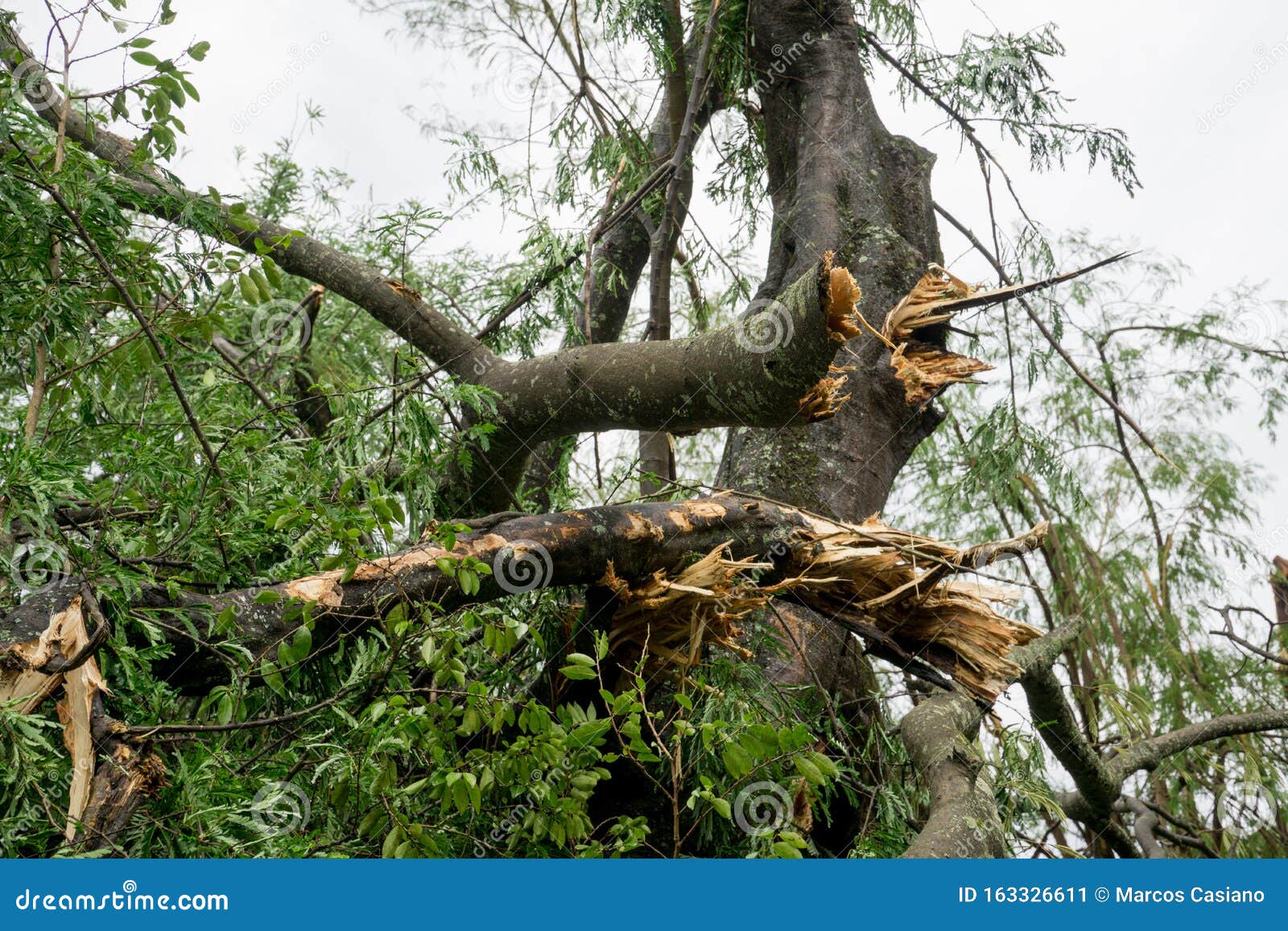 A Large Tree that Fell Over during a Thunder Storm Editorial Photo ...