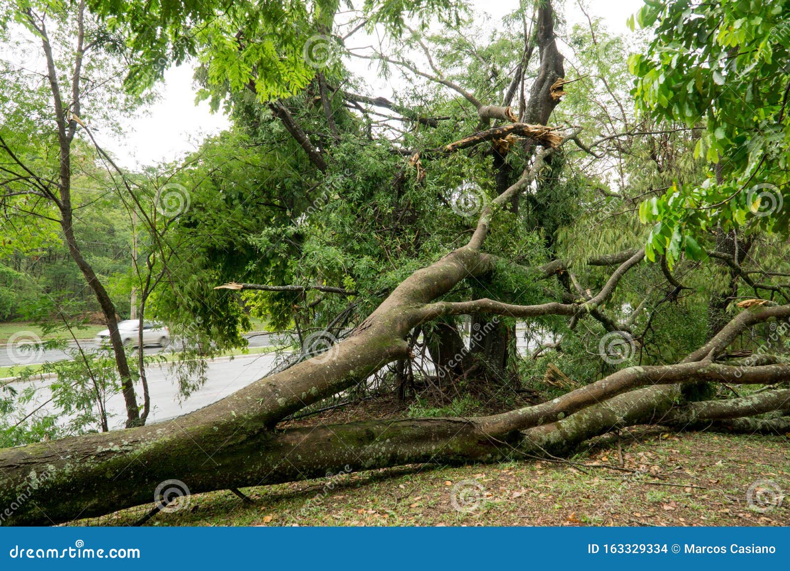A Large Tree that Fell Over during a Thunder Storm Stock Photo - Image ...