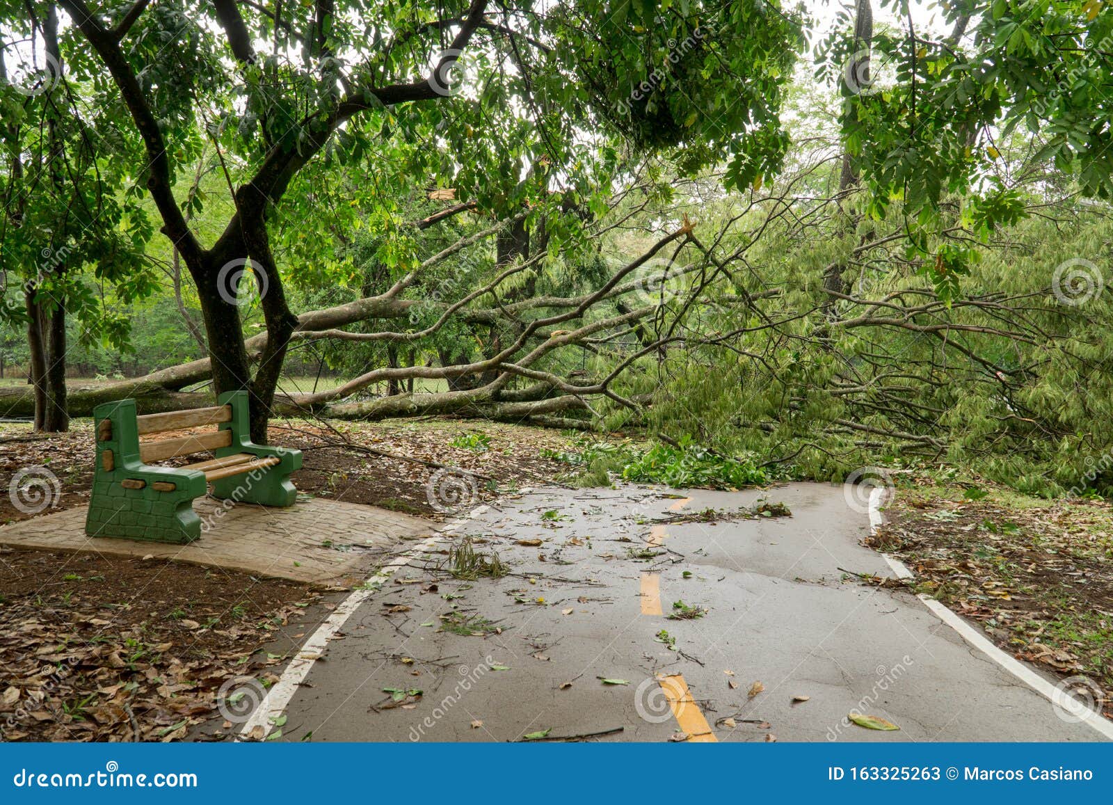 A Large Tree that Fell Over during a Thunder Storm Editorial Stock ...