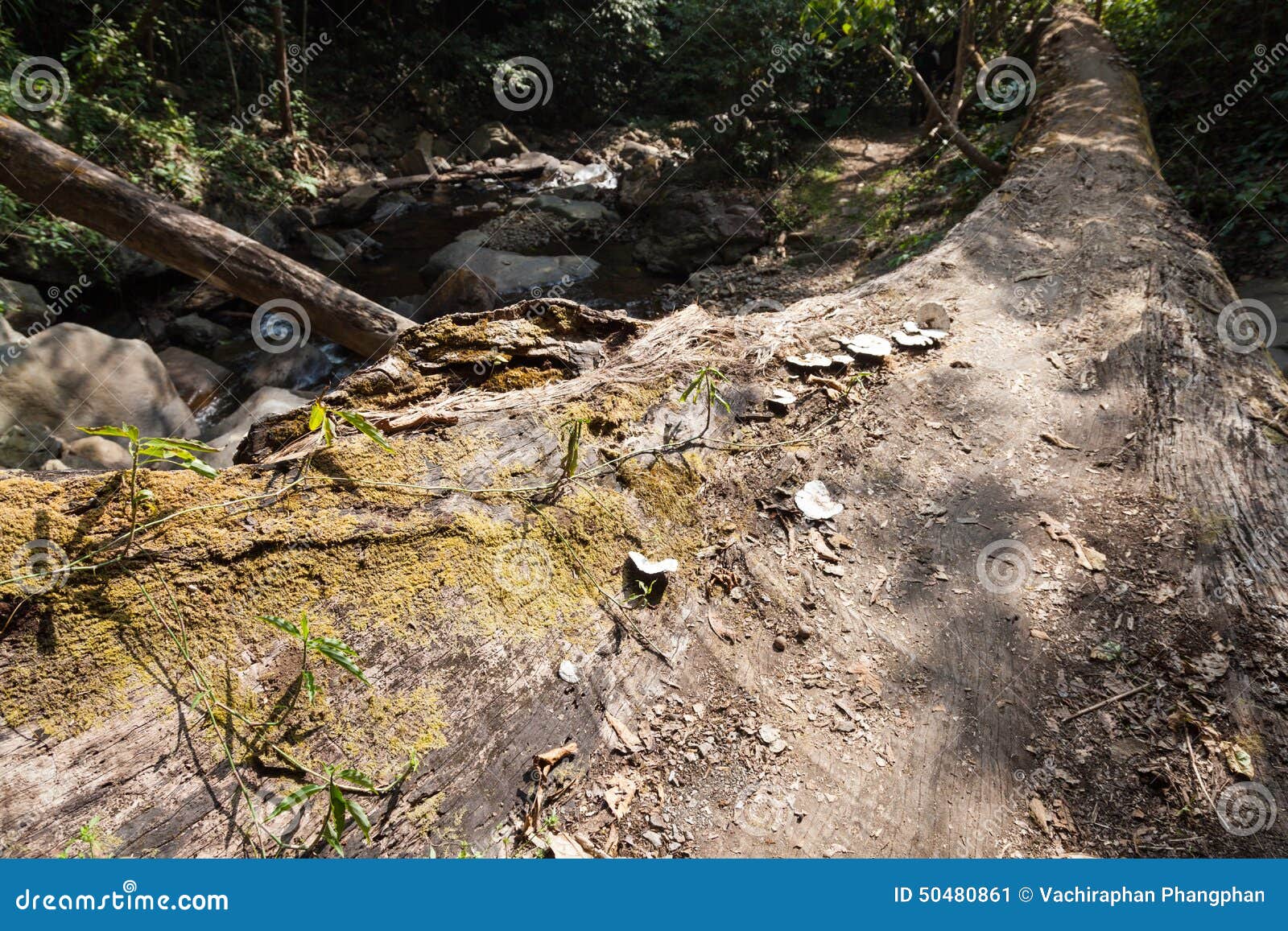 Large tree that fell stock image. Image of destruction - 50480861
