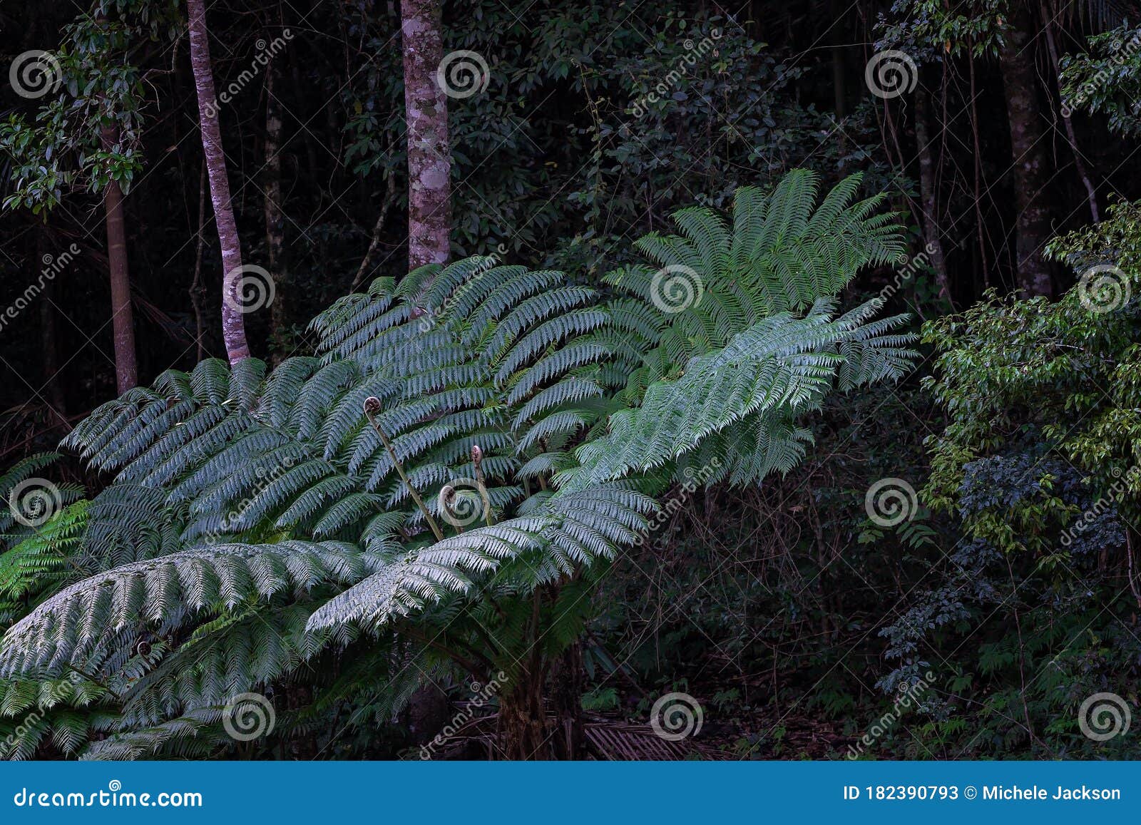 Large Tree Fern in a Forest Stock Image - Image of forest, ferns: 182390793