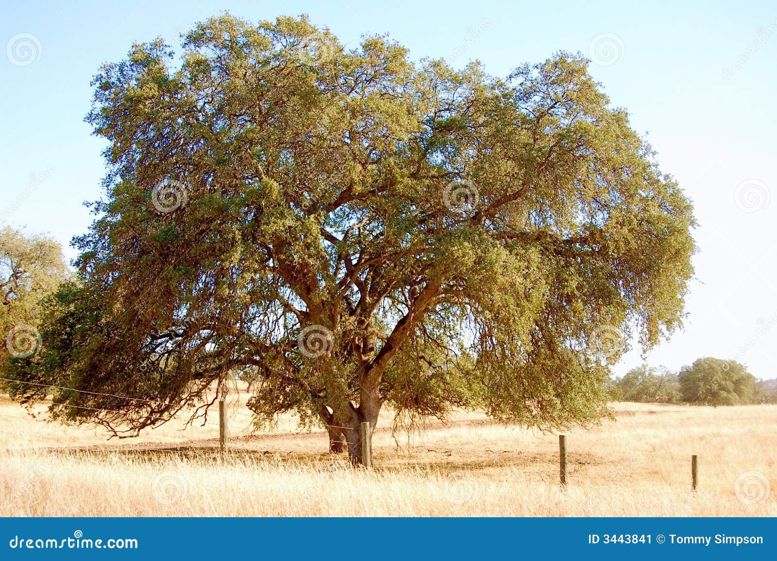 Large tree in field stock image. Image of leafs, grass - 3443841