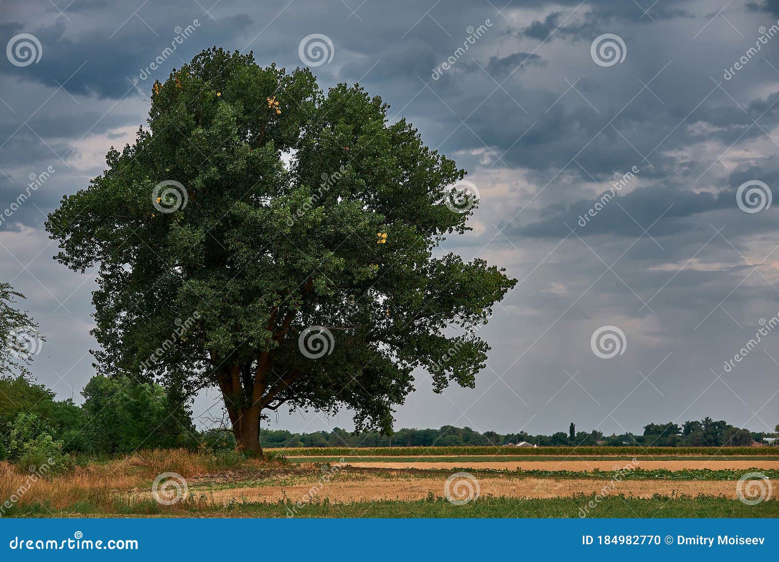 A large tree in a field stock photo. Image of riding - 184982770