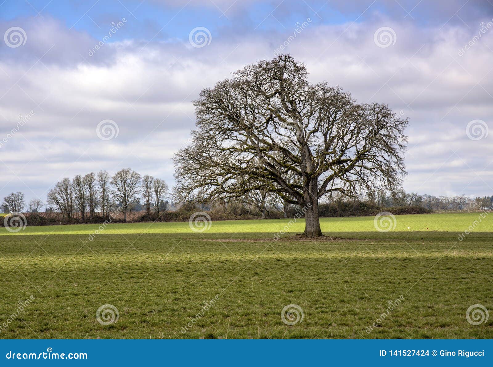 Large Tree in a Field Oregon Countryside Stock Photo - Image of oregon ...