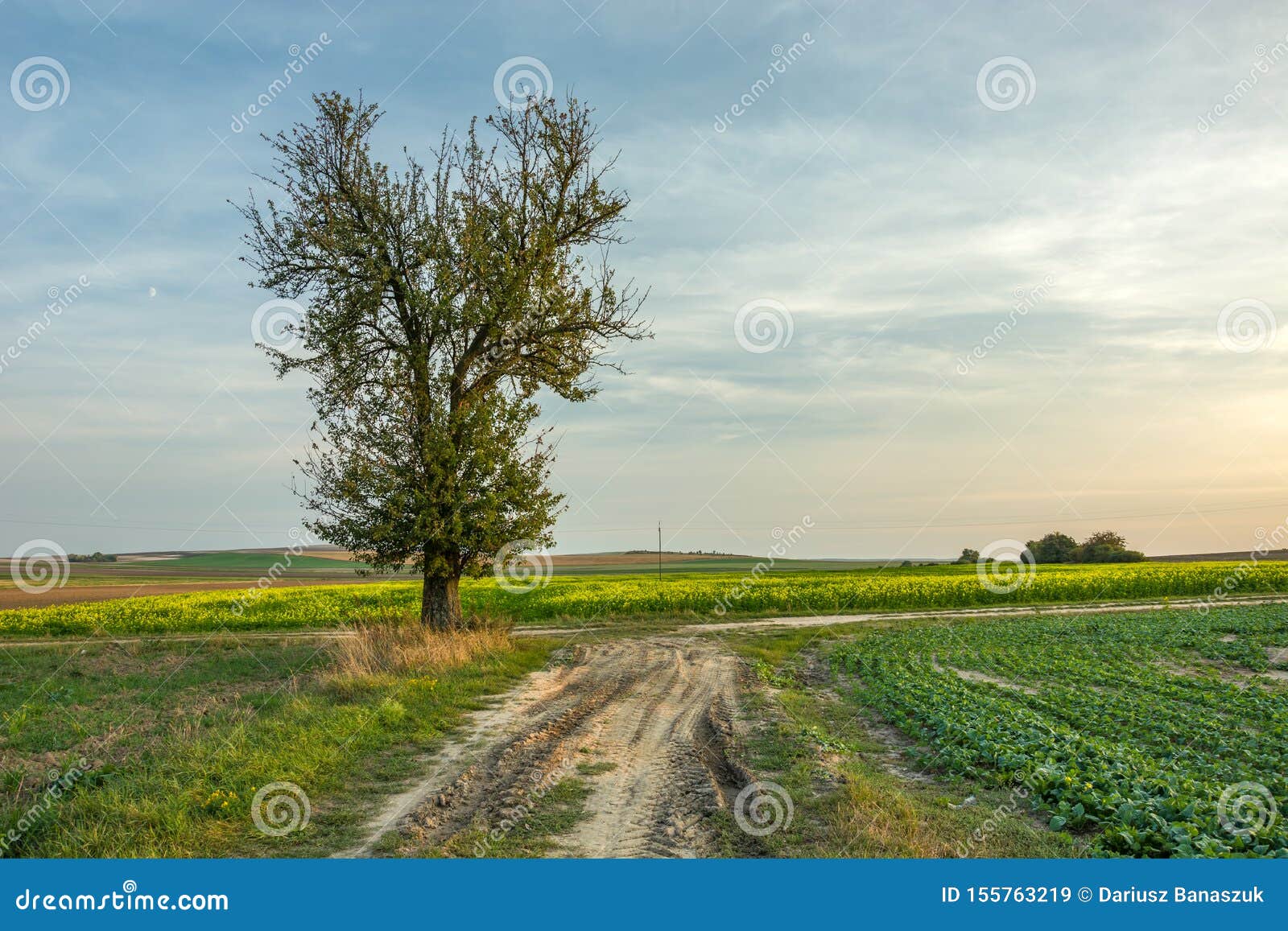 A large tree on the field stock image. Image of single - 155763219