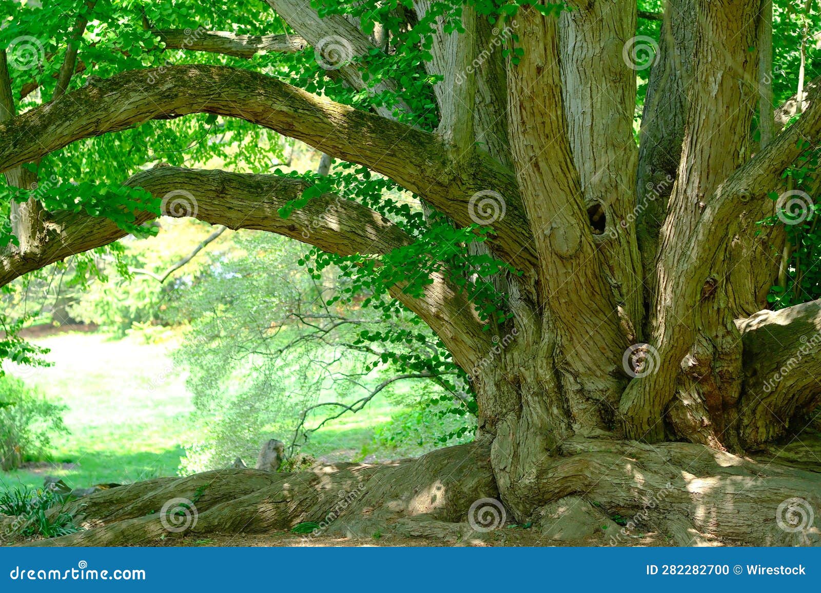 Large tree in the forest stock photo. Image of botany - 282282700