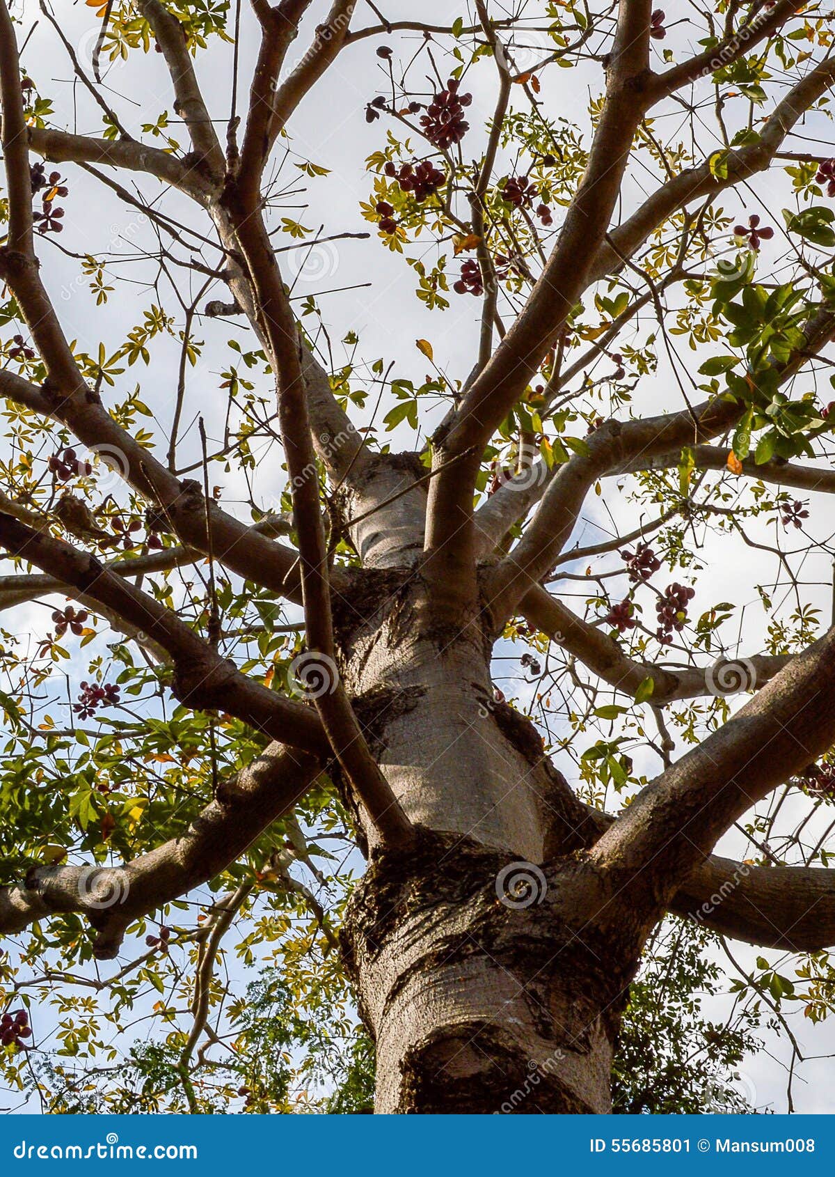 Large tree stock image. Image of large, forest, leaf - 55685801