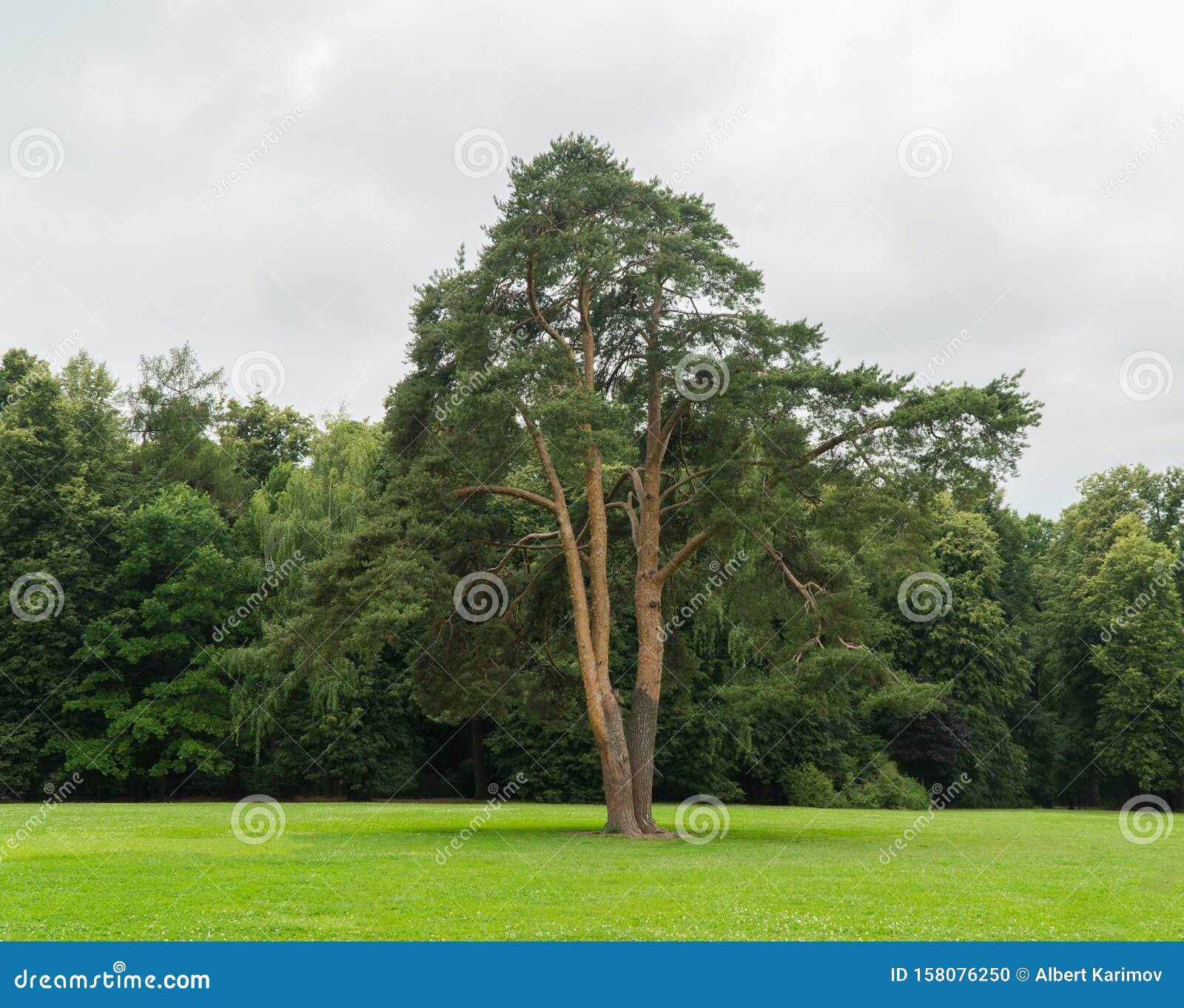 A Large Tree in the Forest Field Stock Photo - Image of meadow, spring ...