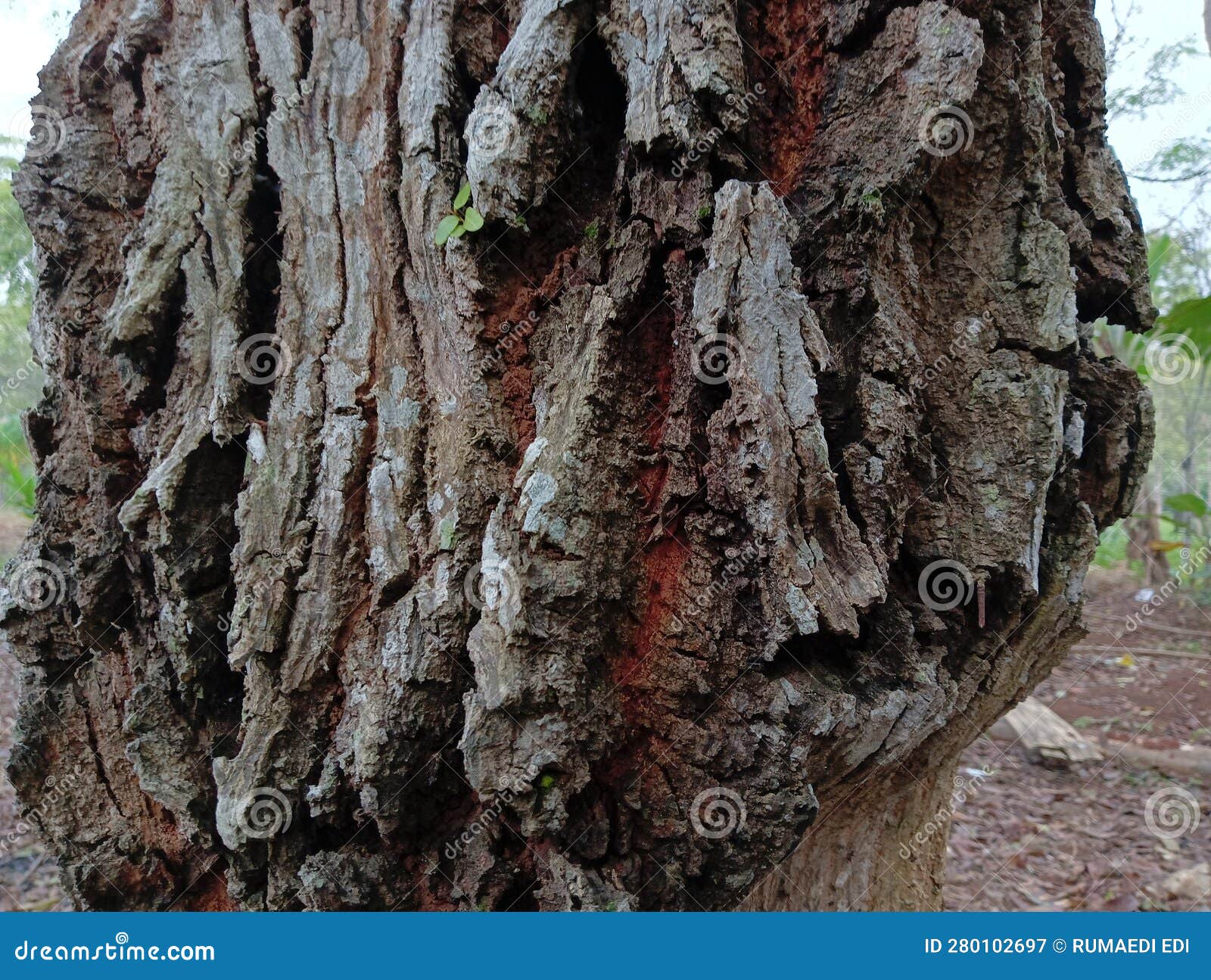 A Large Tree, in the Forest with Its Rough Bark Stock Image - Image of ...