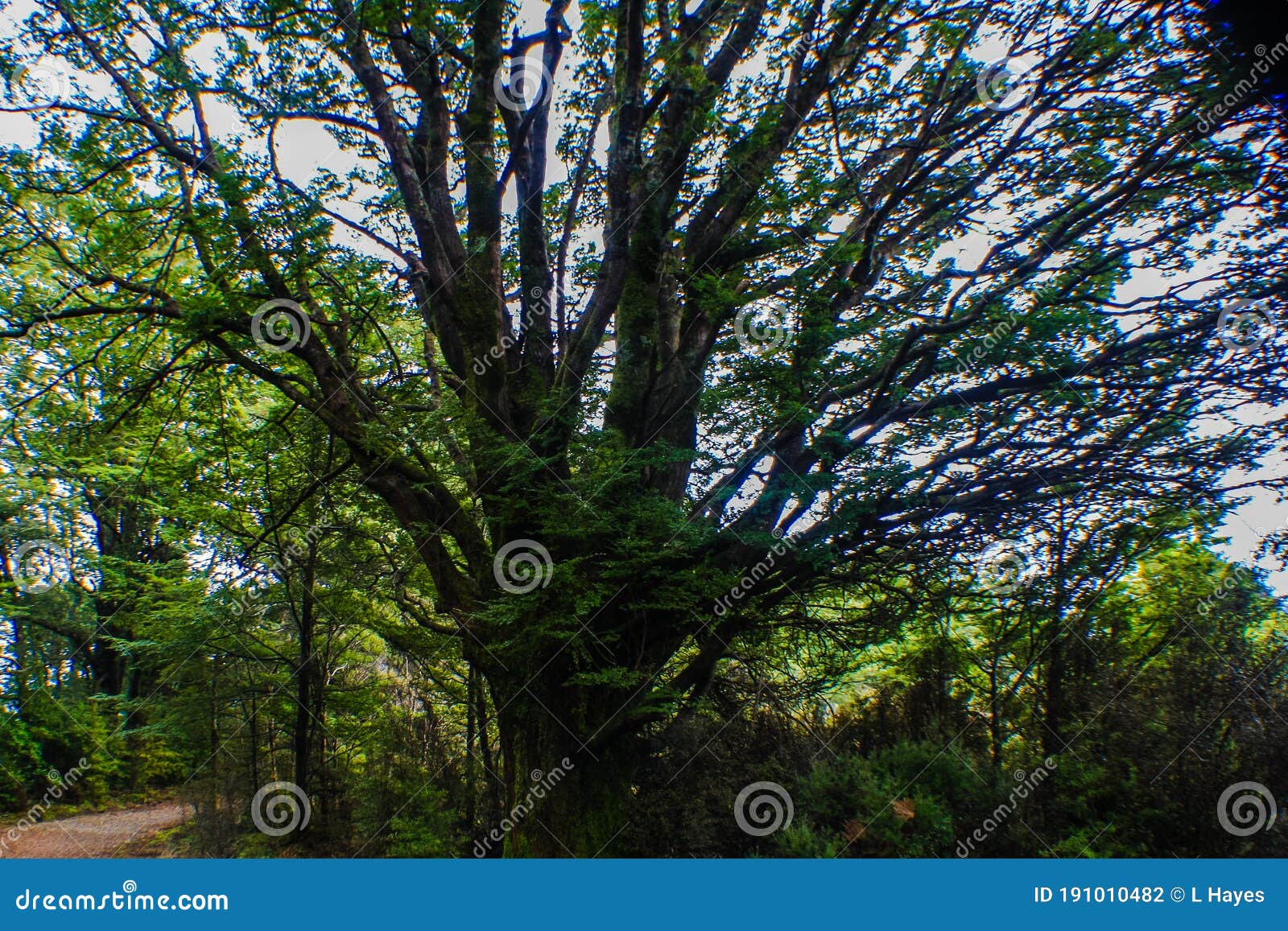 Large tree in the forest stock photo. Image of forest - 191010482