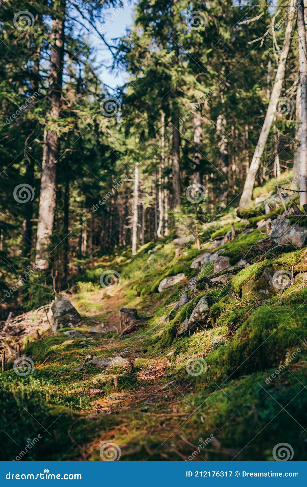 A large tree in a forest stock image. Image of beauty - 212176317