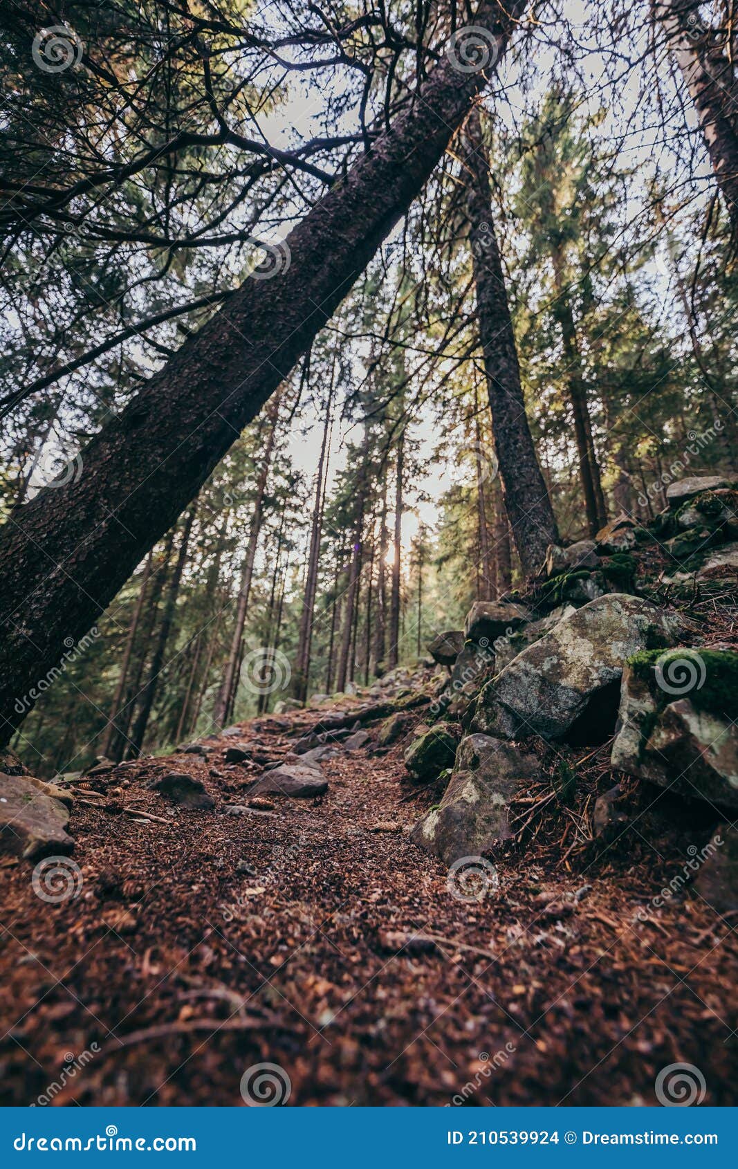 A Large Tree in a Forest a Mountain Stock Photo - Image of innovation ...
