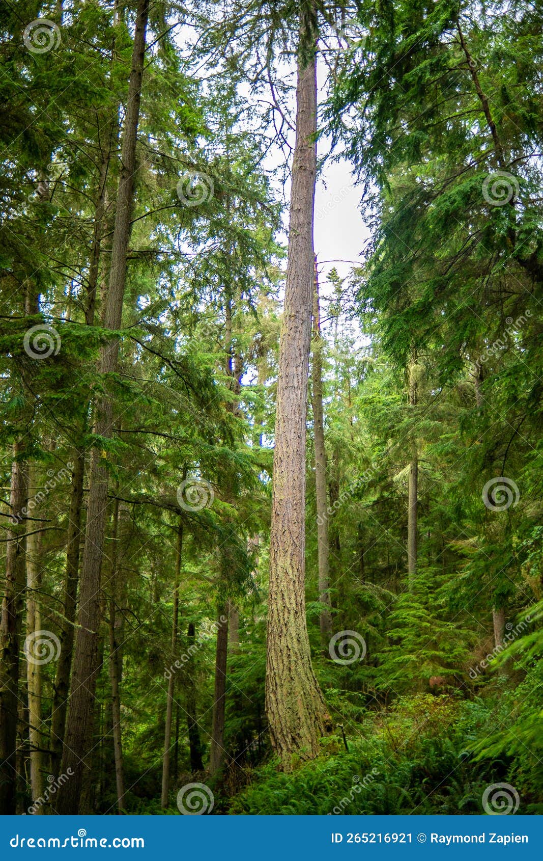 Large Tree in Forest No Branches No Leaves Stock Image - Image of ...