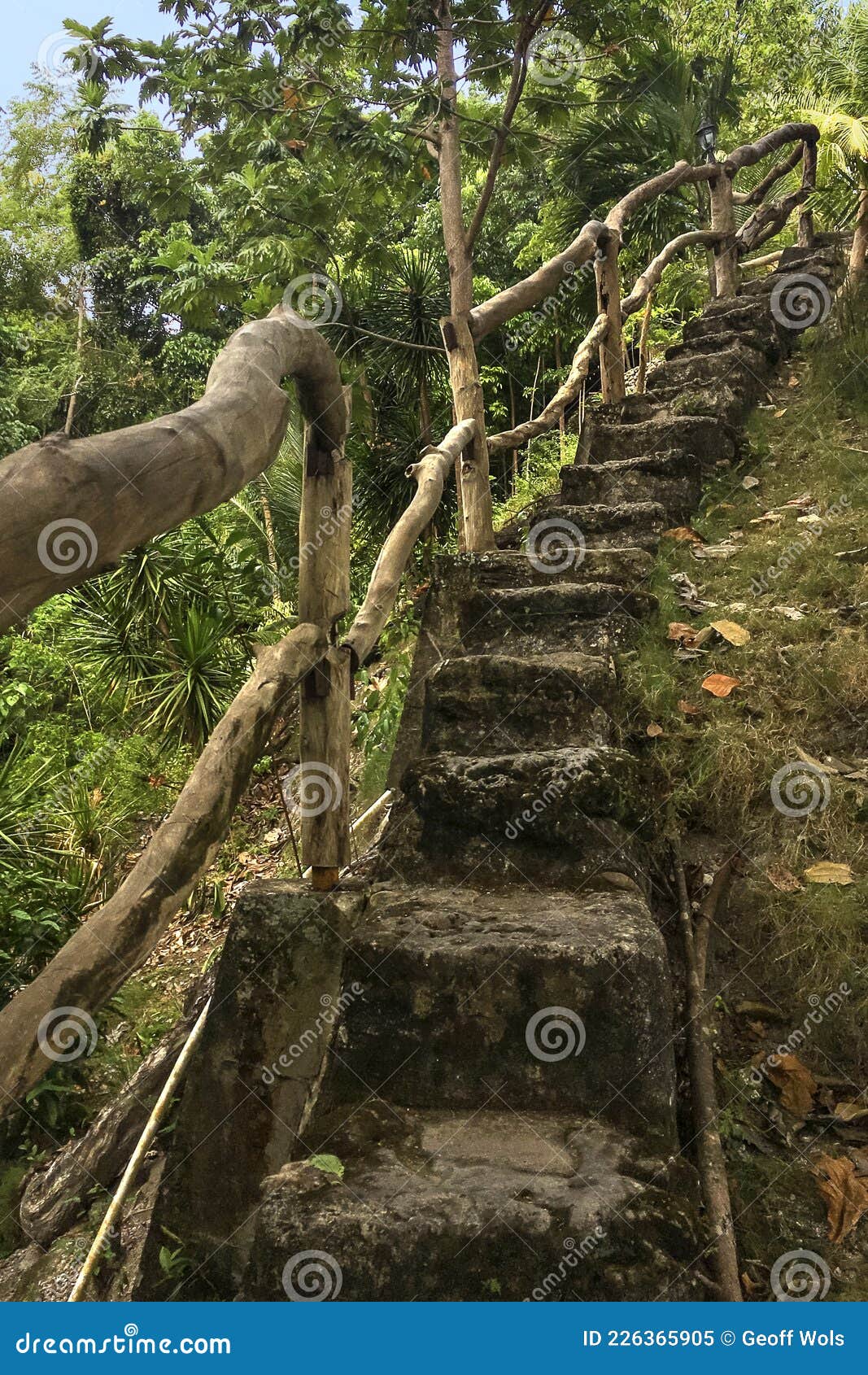 A Large Tree in a Forest with Staircase on Cebu Island in Philippines ...