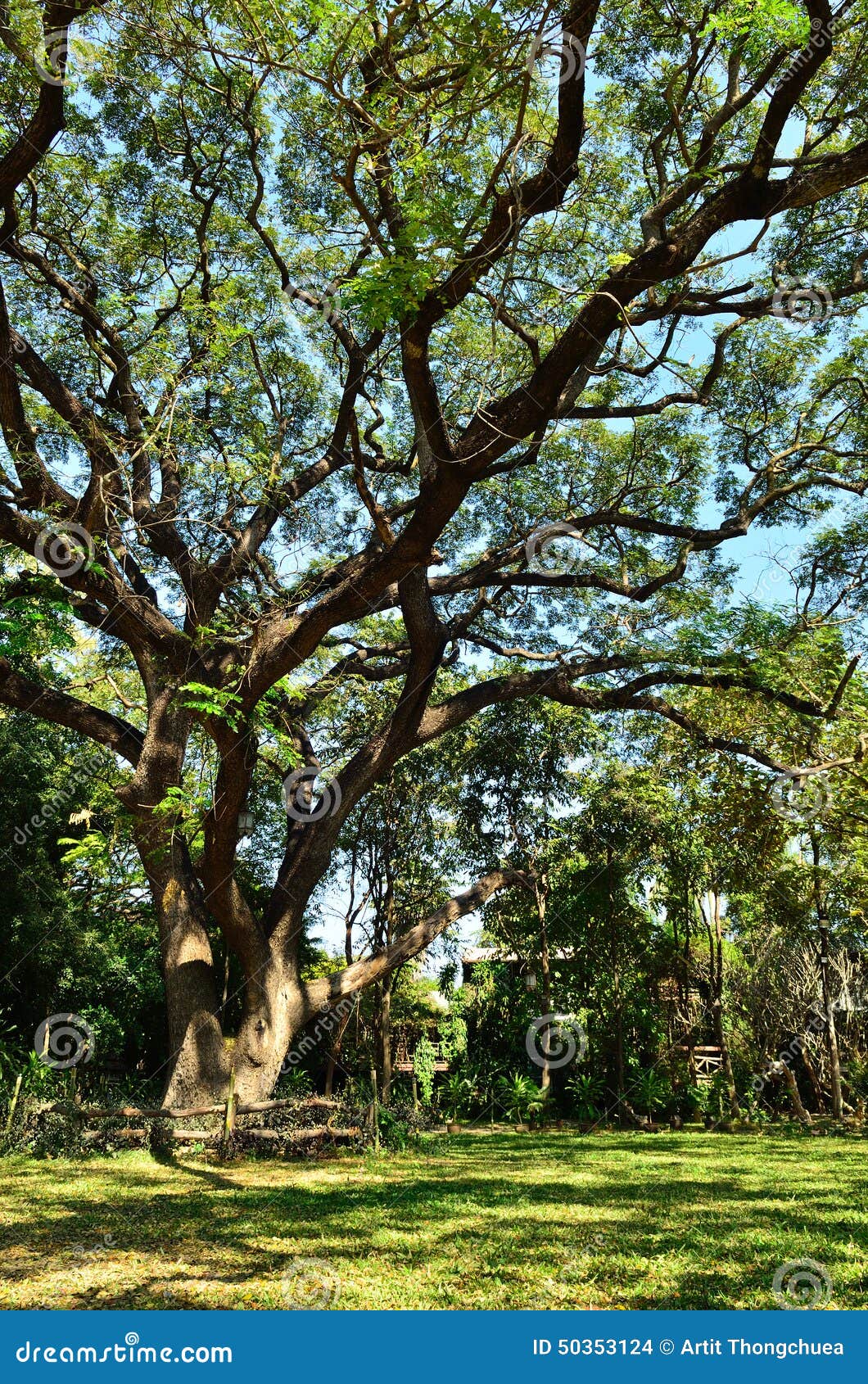 A large tree in a forrest stock photo. Image of looking - 50353124