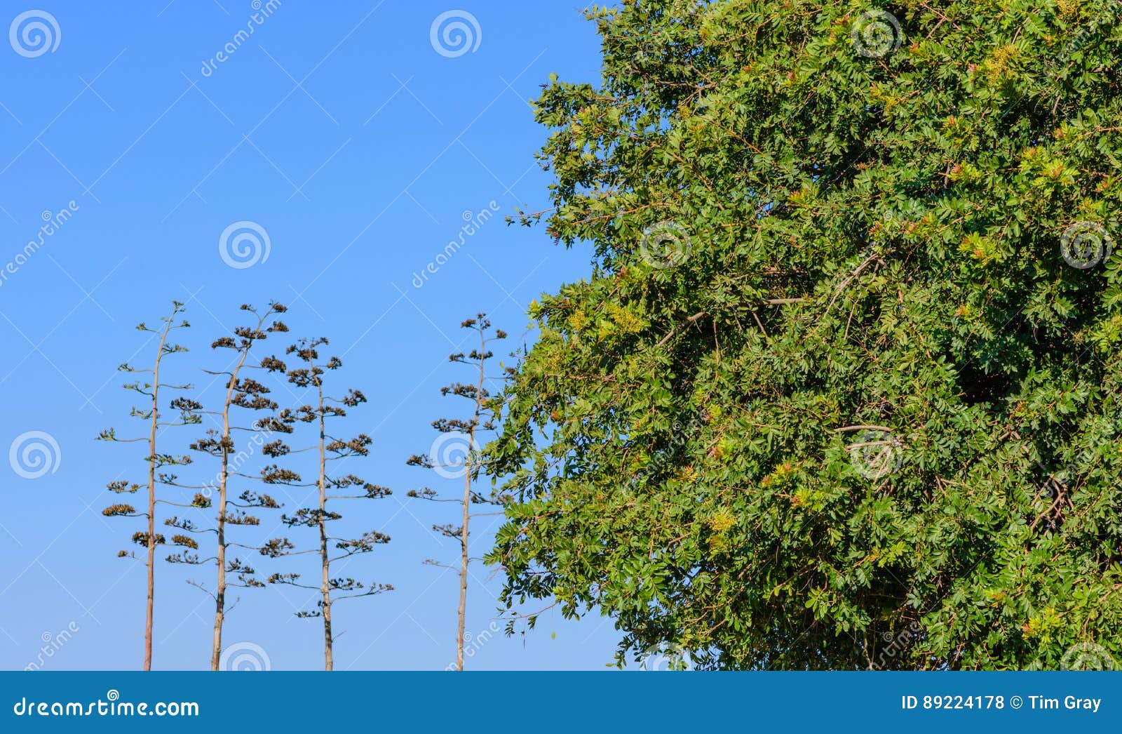 Large Tree with Four Unique Trees in Background Stock Photo - Image of ...