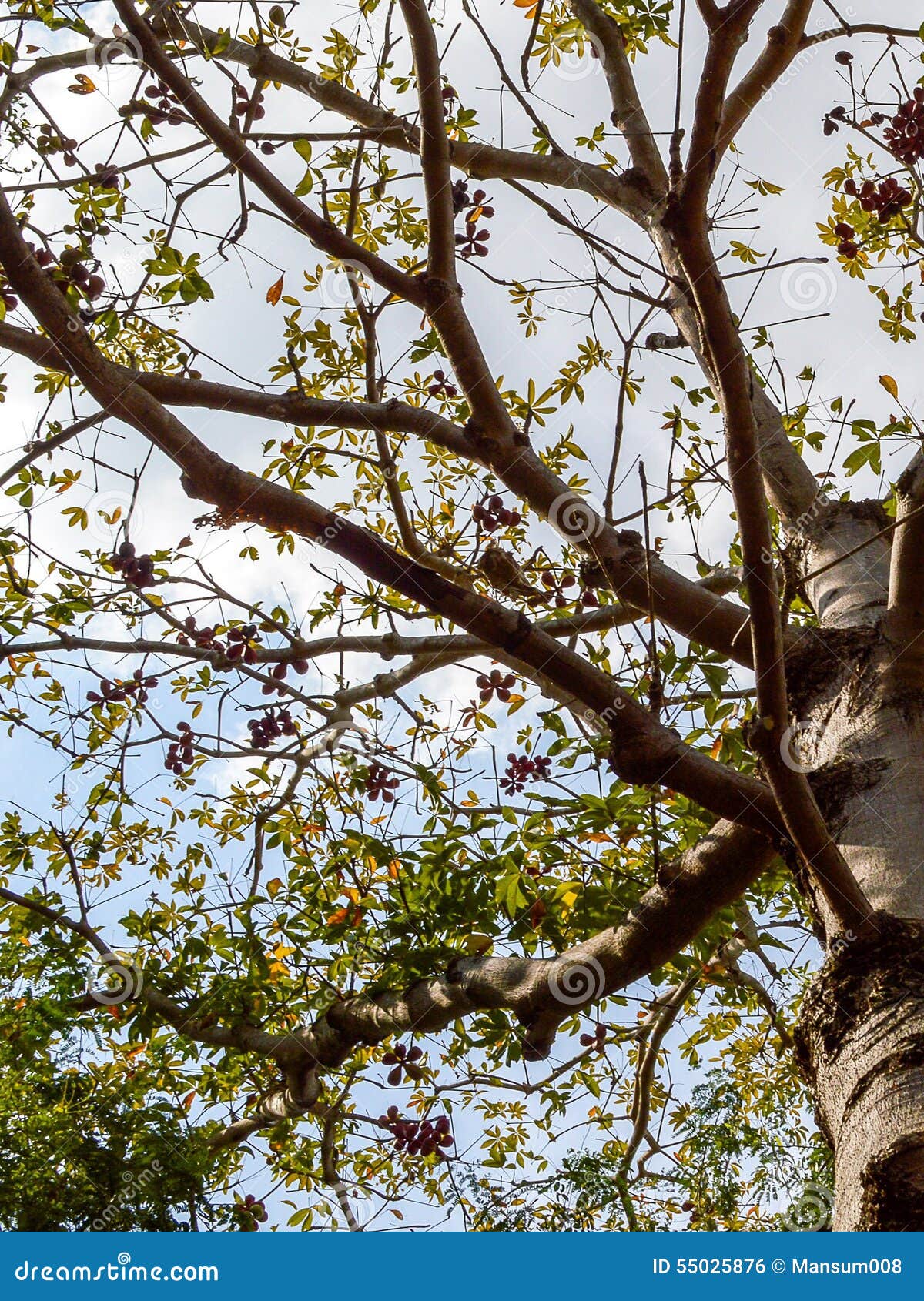 Large tree stock photo. Image of garden, limb, branch - 55025876