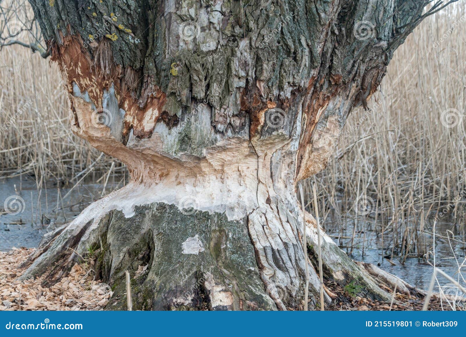 Large Tree Gnawed by Beavers Stock Image - Image of wildlife, chew ...