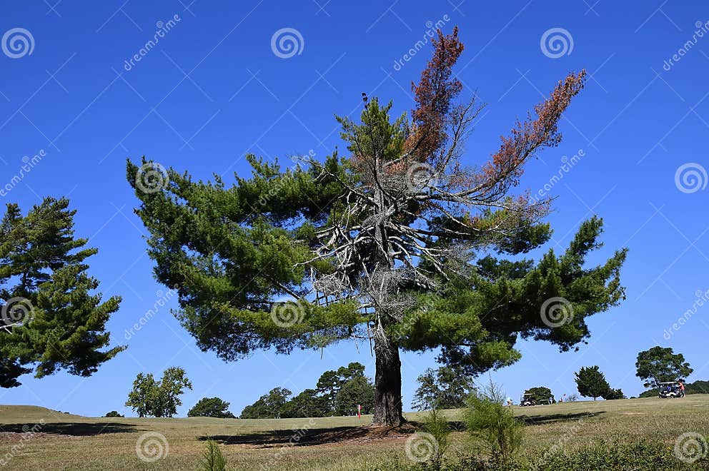 Large tree at golf course stock photo. Image of recreation - 337325250
