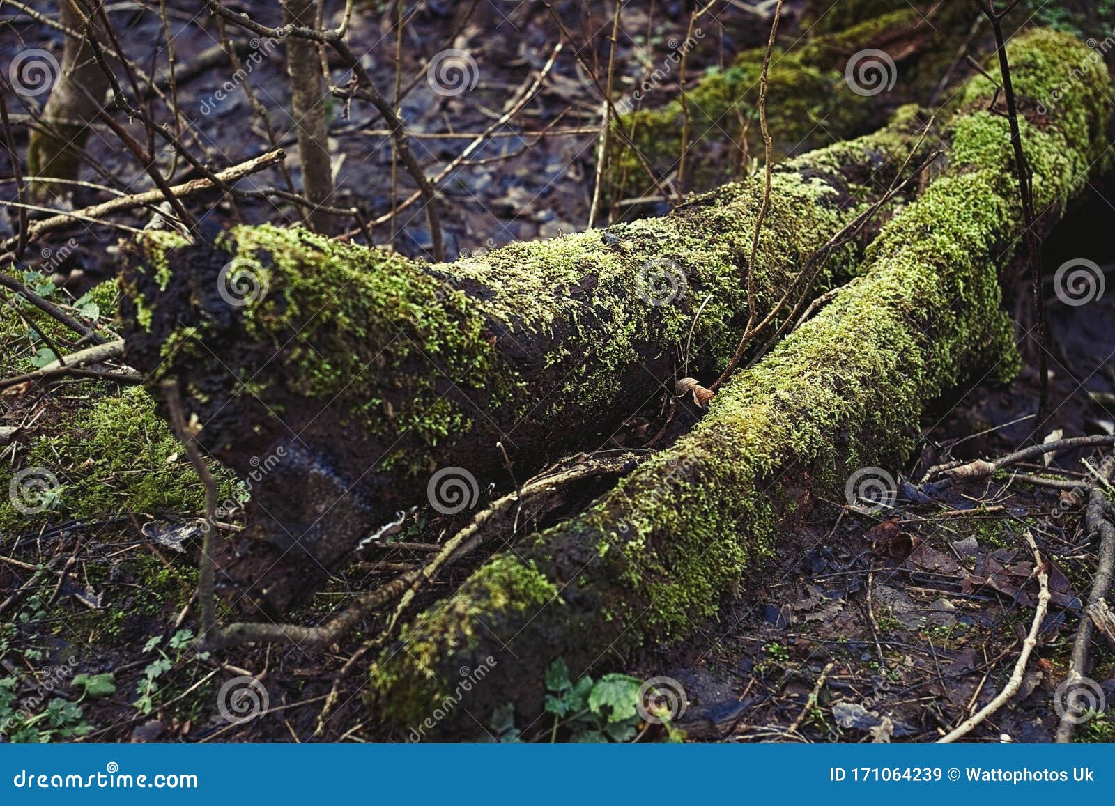 Large Tree with Green Fresh Moss Growing on Fallen Tree Logs Stock ...