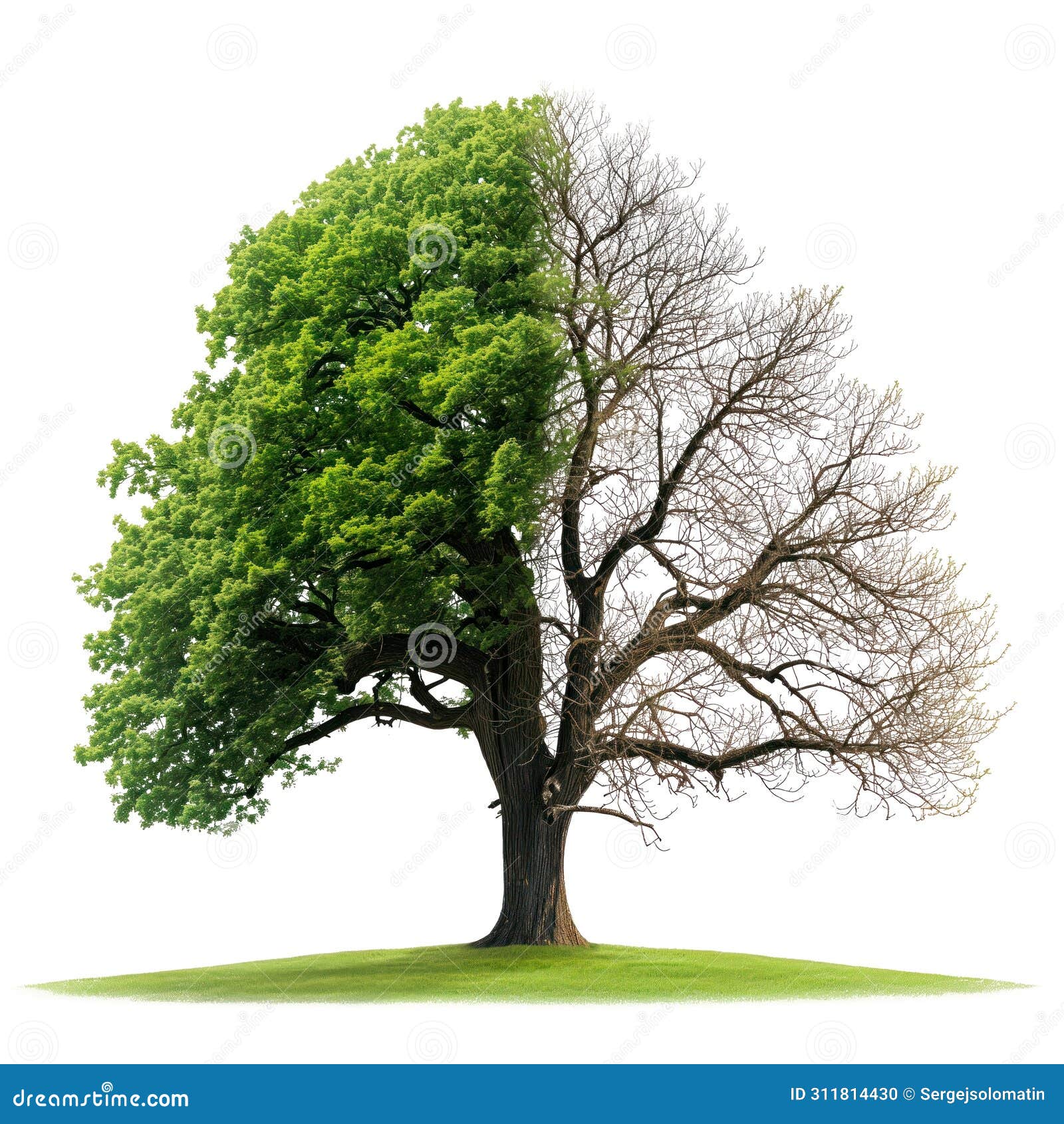 Large Tree with Green Leaves Isolated on a White or Transparent ...