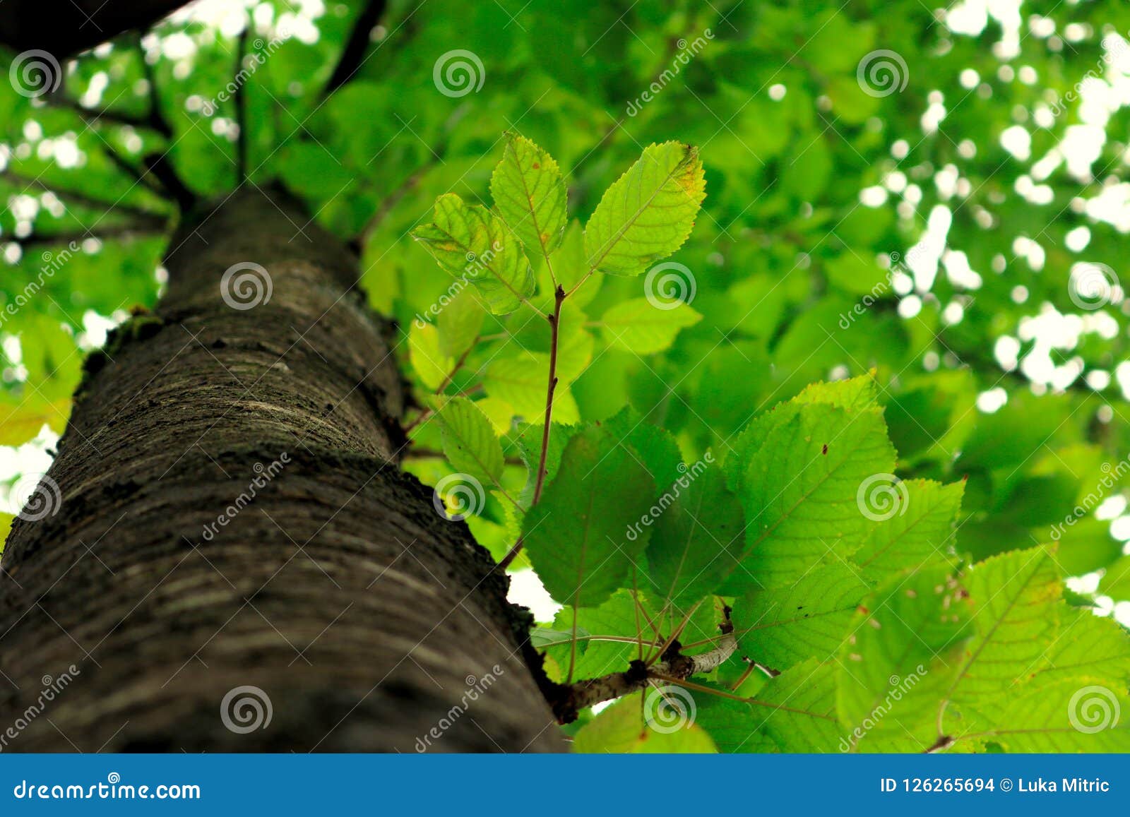 Large Tree with Large Green Leaves ! Stock Photo - Image of ecological ...