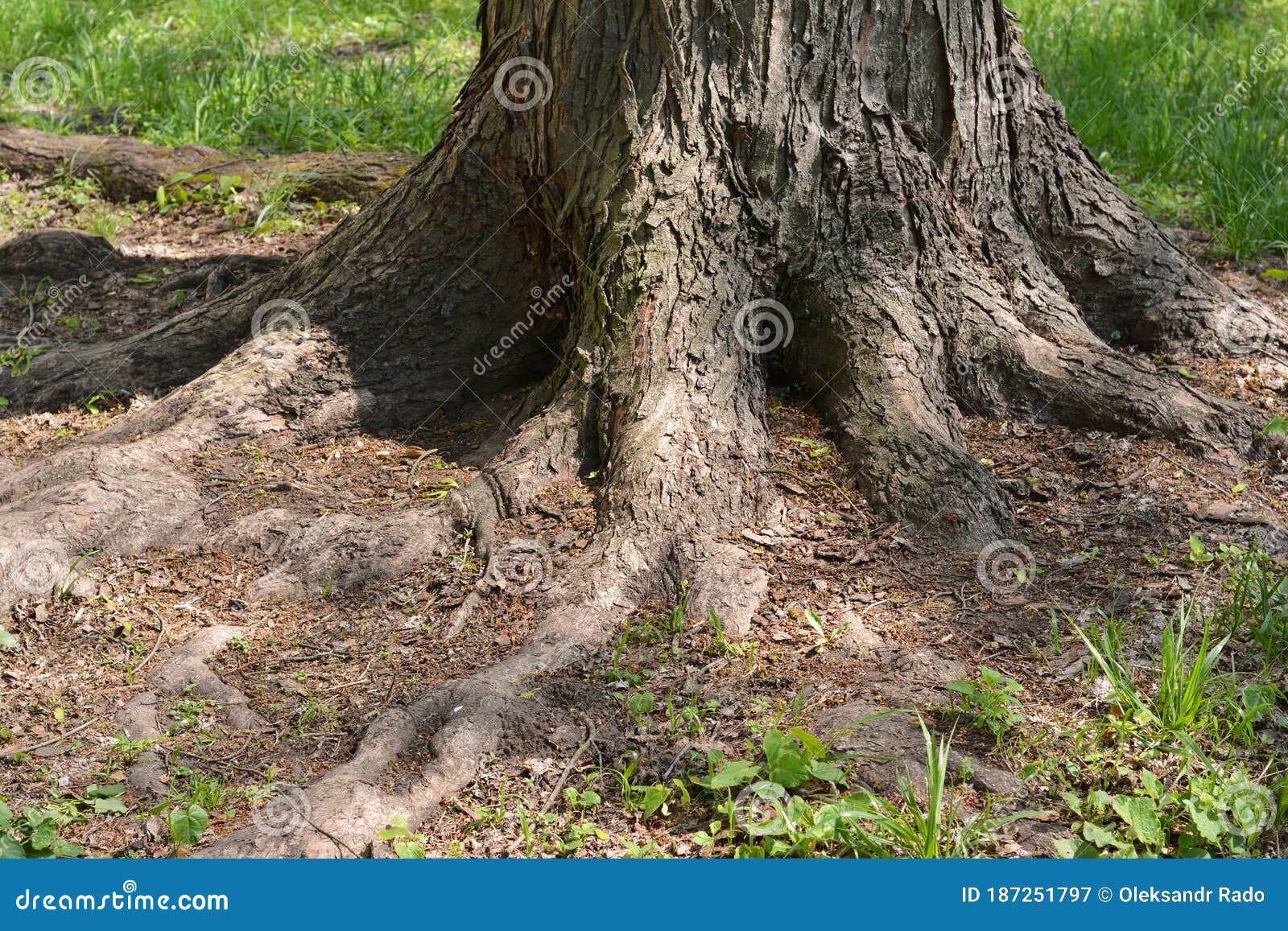 Large Tree Growing with Exposed Tree Roots, Surface Roots in the Park ...