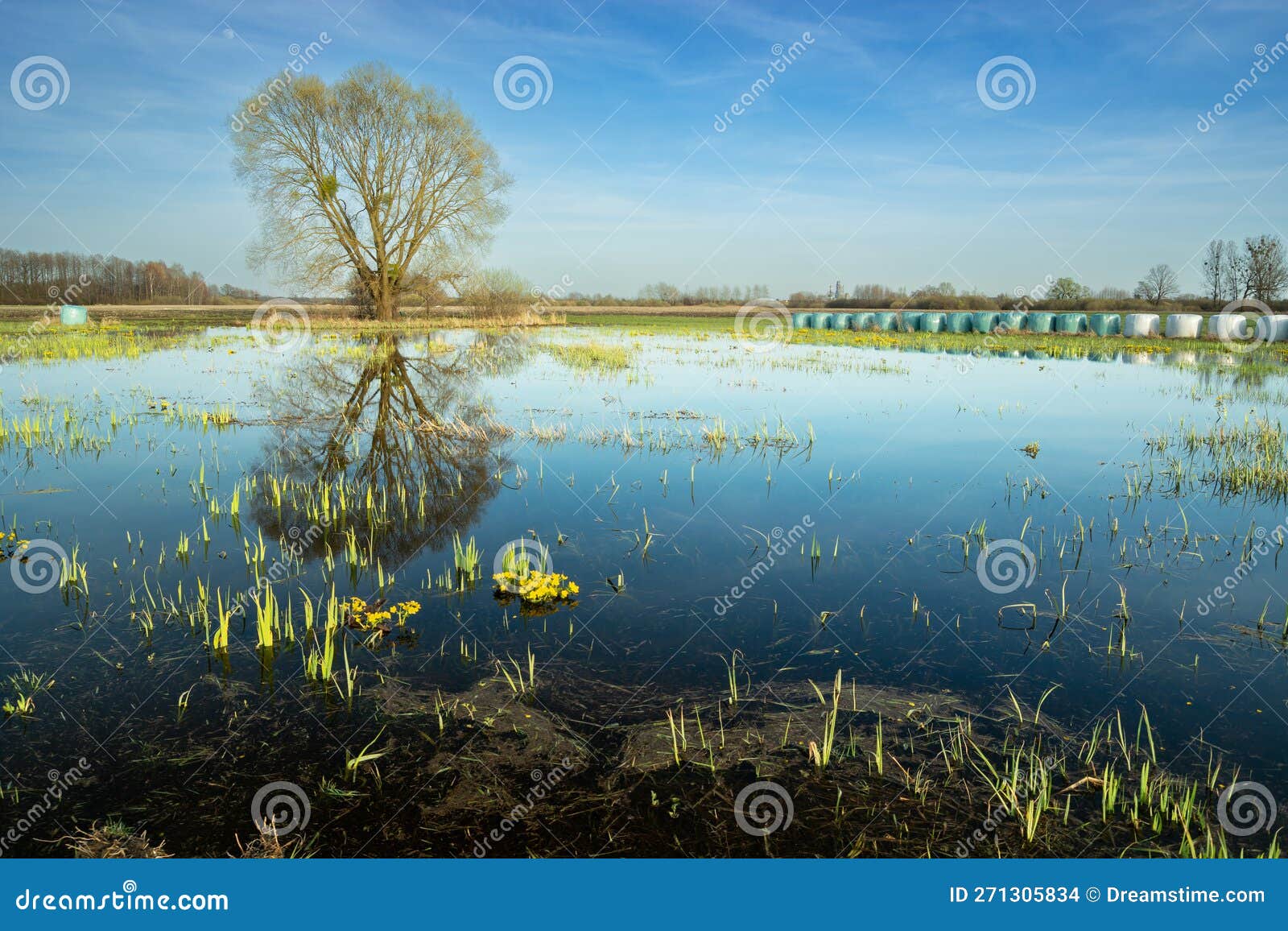 A Large Tree Growing in a Flooded Meadow Stock Photo - Image of view ...