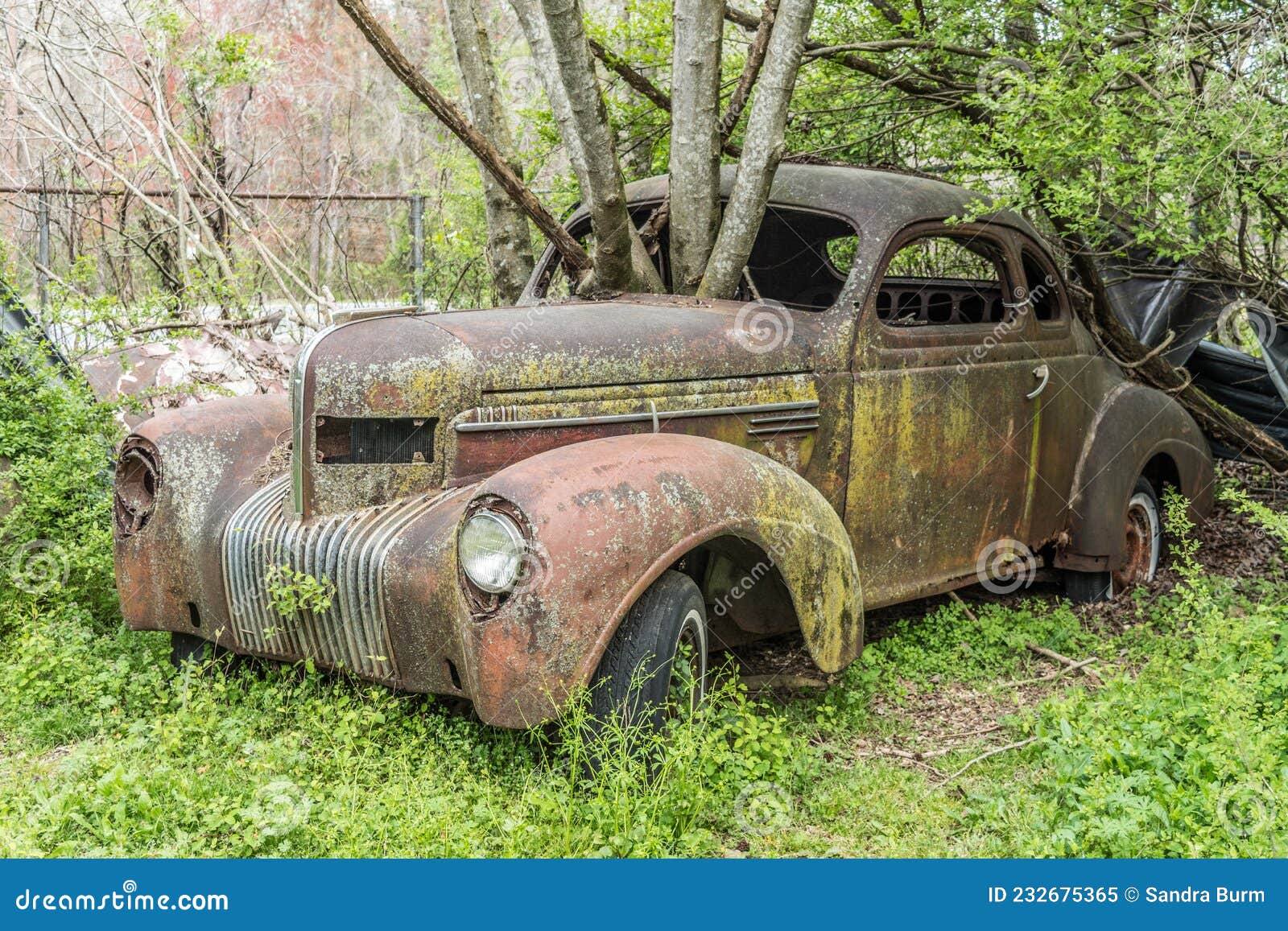 Tree growing out of a car stock image. Image of metal - 232675365