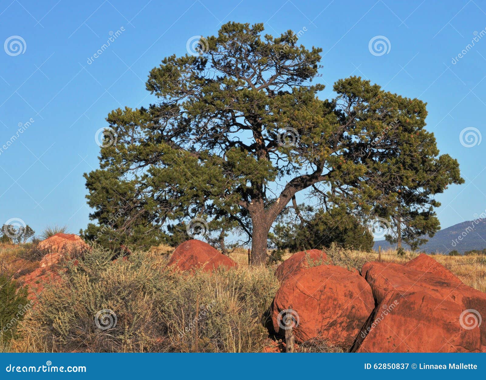 Large Tree Growing through Red Desert Rocks Stock Image - Image of ...