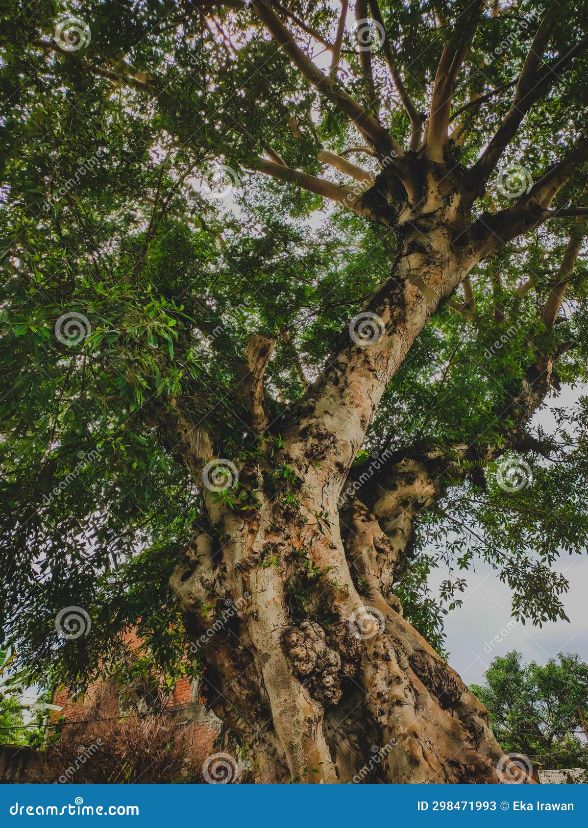 A Large Tree Growing on the Side of the Road Stock Image - Image of ...