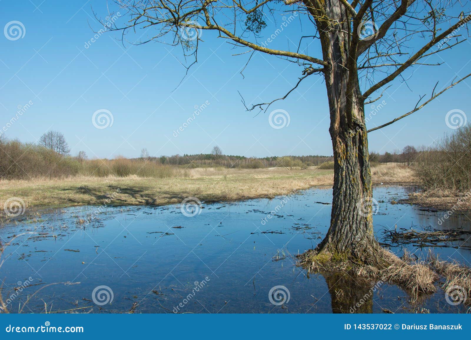 A Large Tree Growing in Water Stock Photo - Image of view, wood: 143537022