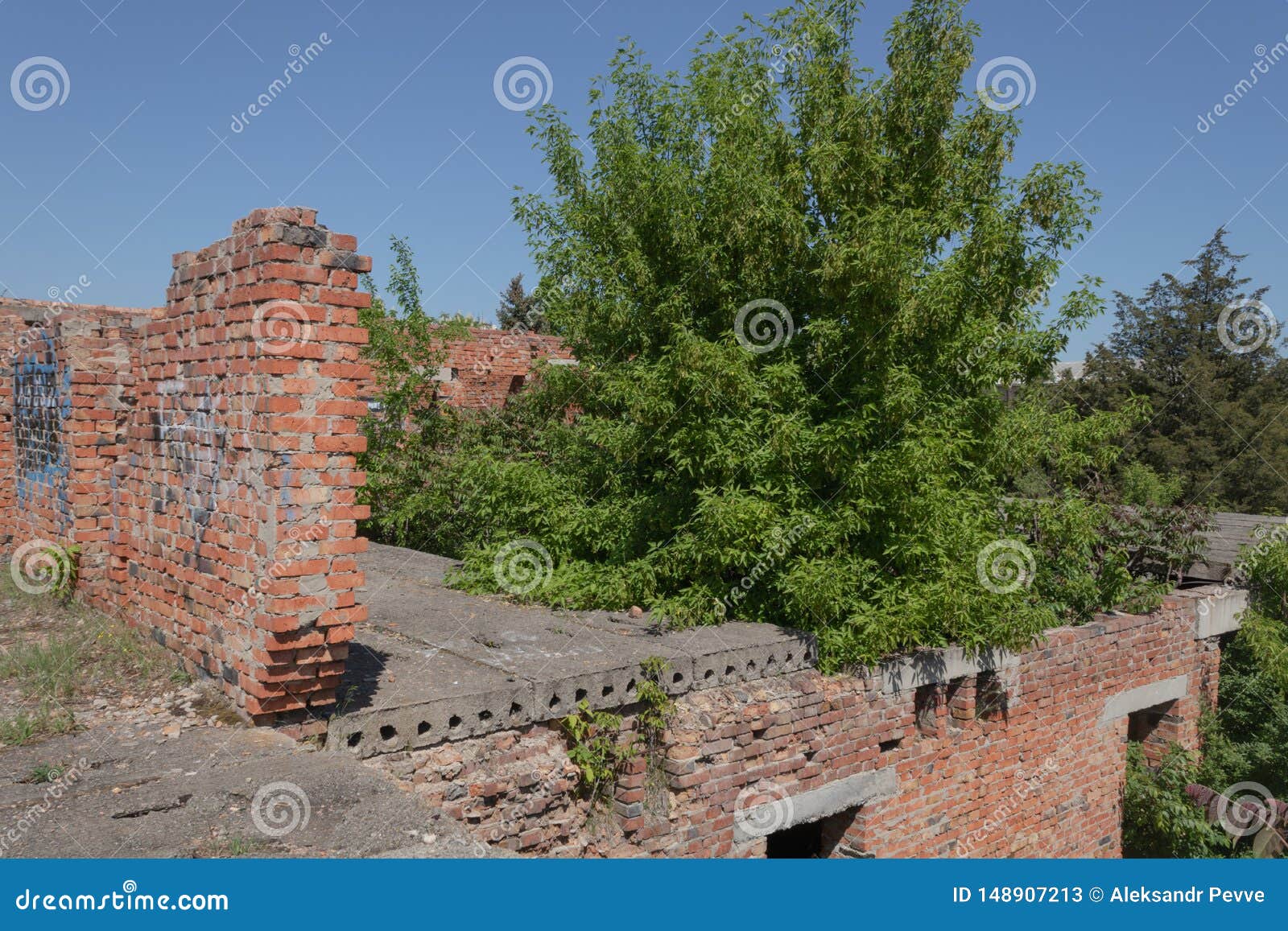 A Large Tree Grows through an Abandoned Red Brick Building Stock Image ...