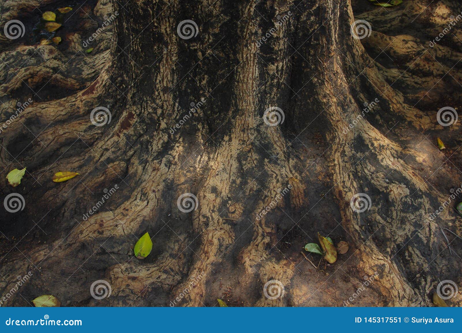The Large Tree Grows with the Form of Roots Spread Around. Stock Image ...